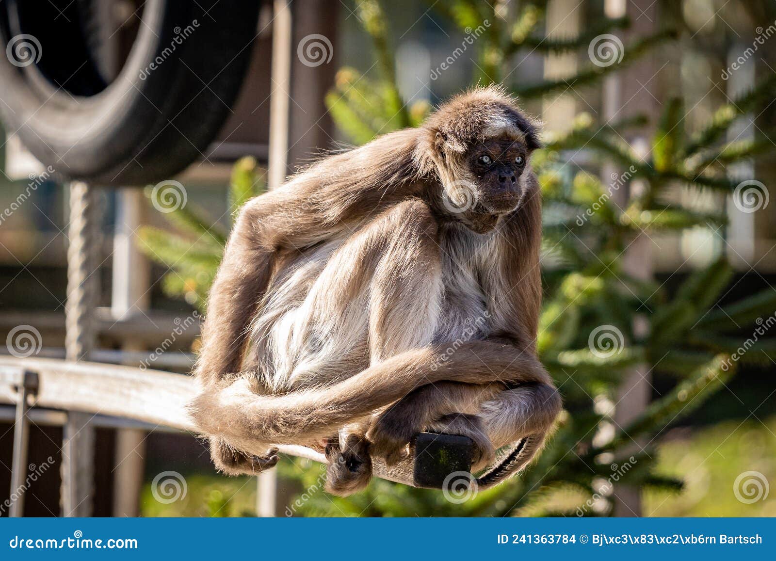 Monkey on a log stock photo. Image of jaipur, forest - 241363784
