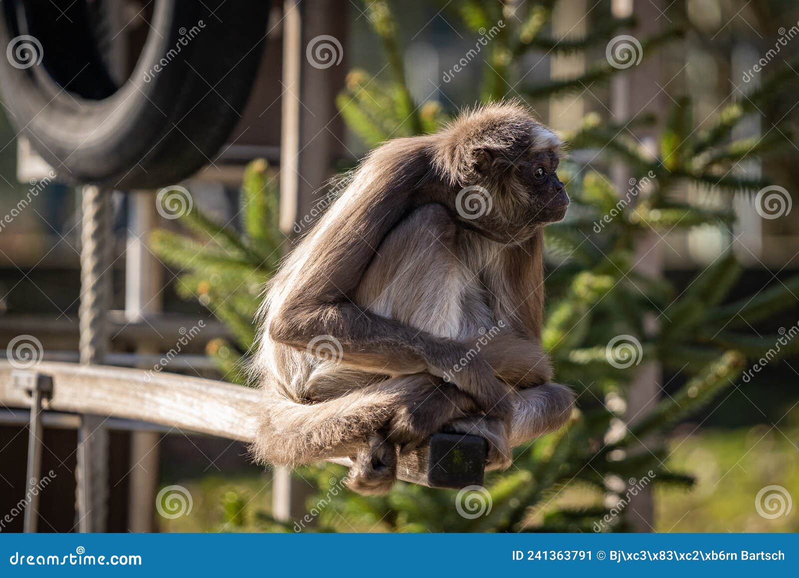 Monkey on a log stock image. Image of monkey, europe - 241363791