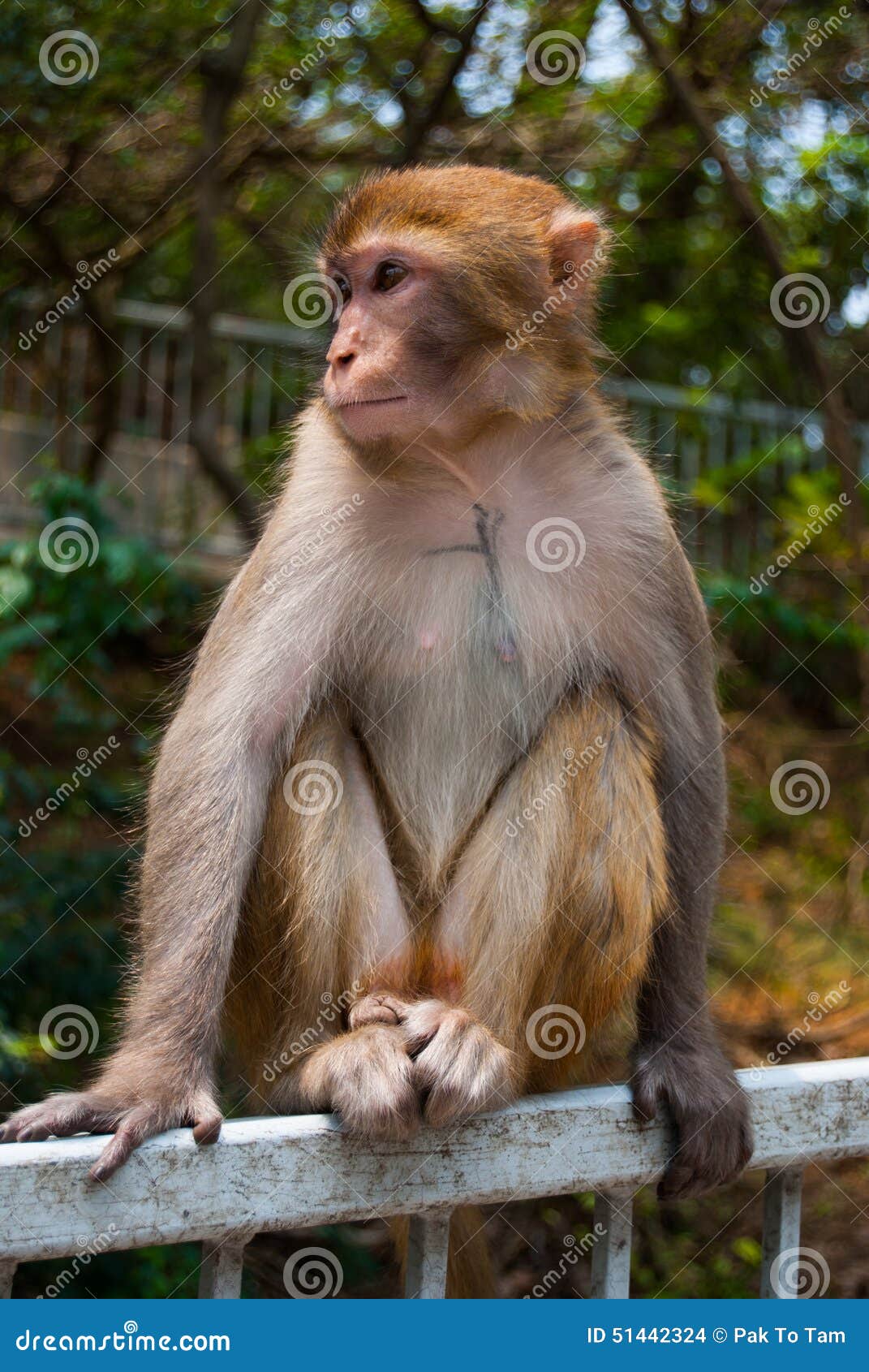 Monkey Loking Forward Stock Photos - Free & Royalty-Free Stock Photos from Dreamstime