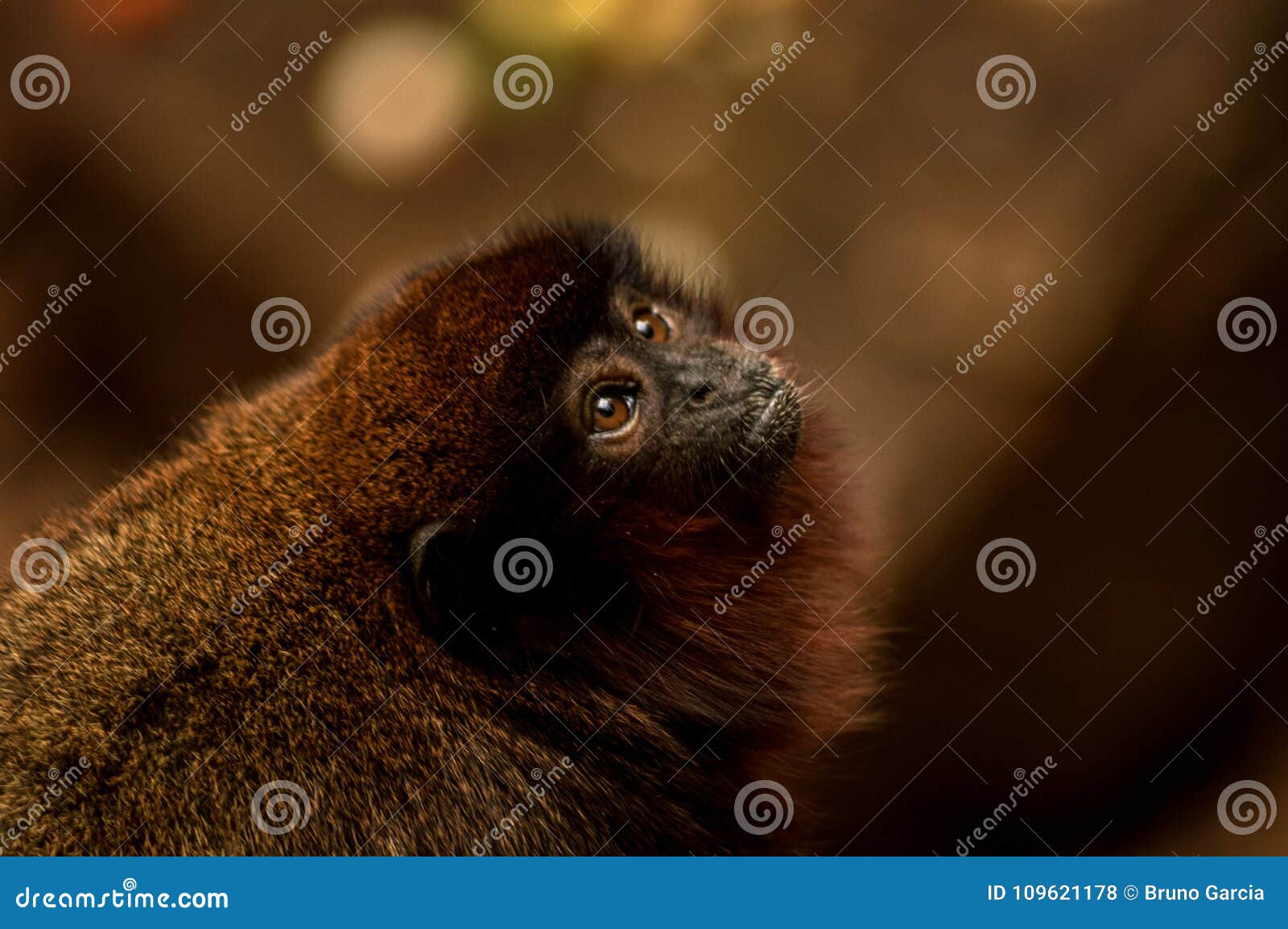 Monkey at London Zoo editorial stock photo. Image of gaze - 109621178