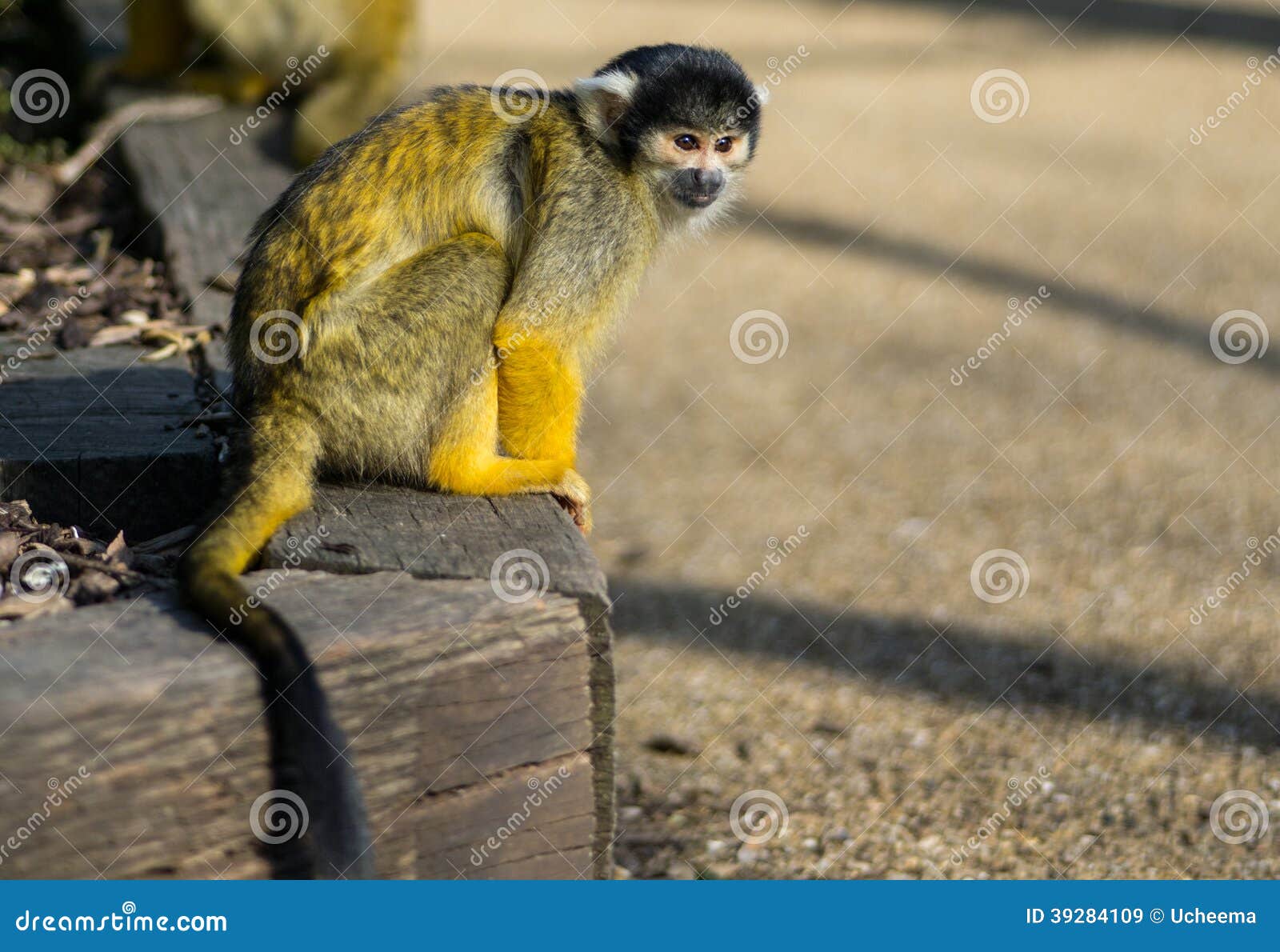 Smart Monkey Images - Download 1,776 Royalty Free Photos - Page 2