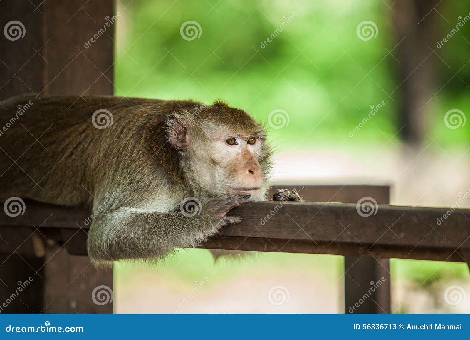 Monkey lonely stock image. Image of mammal, portrait - 56336713