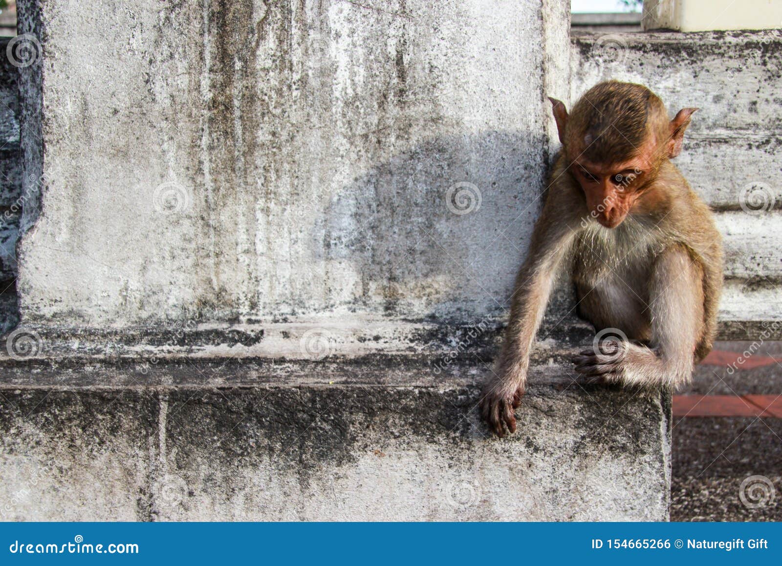 Monkey is lonely stock photo. Image of outdoor, alone - 154665266