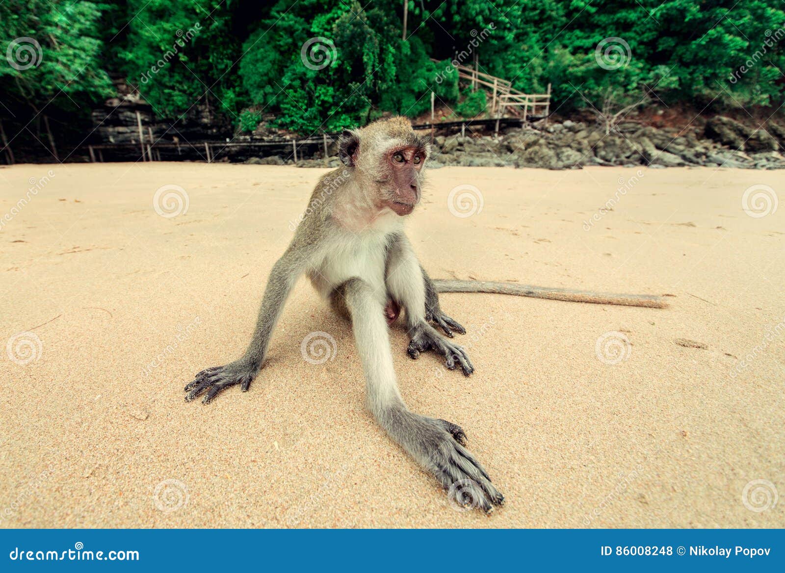 Monkey with long legs. stock photo. Image of wildlife - 86008248