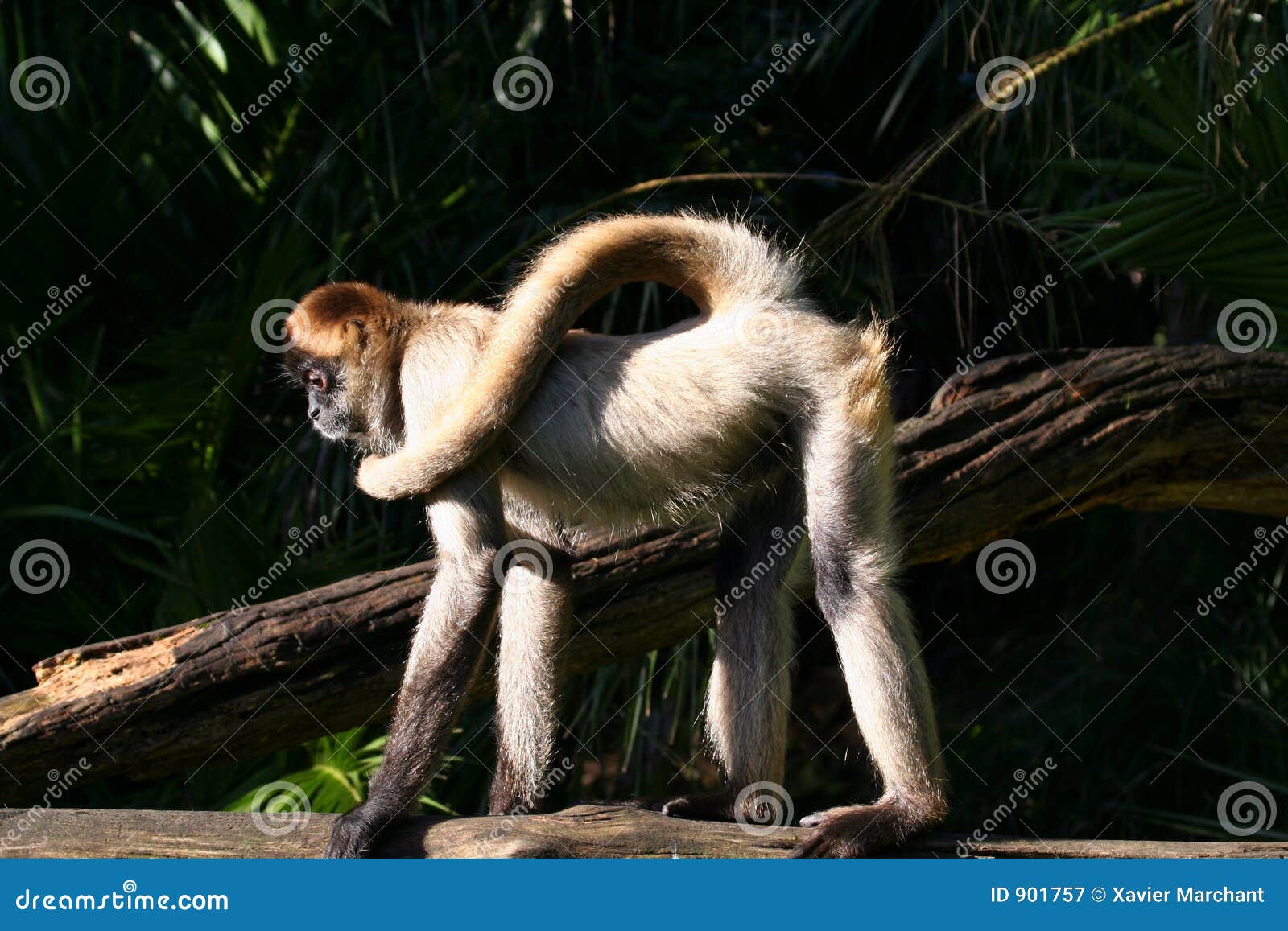 Monkey with long tail stock image. Image of angry, play - 901757