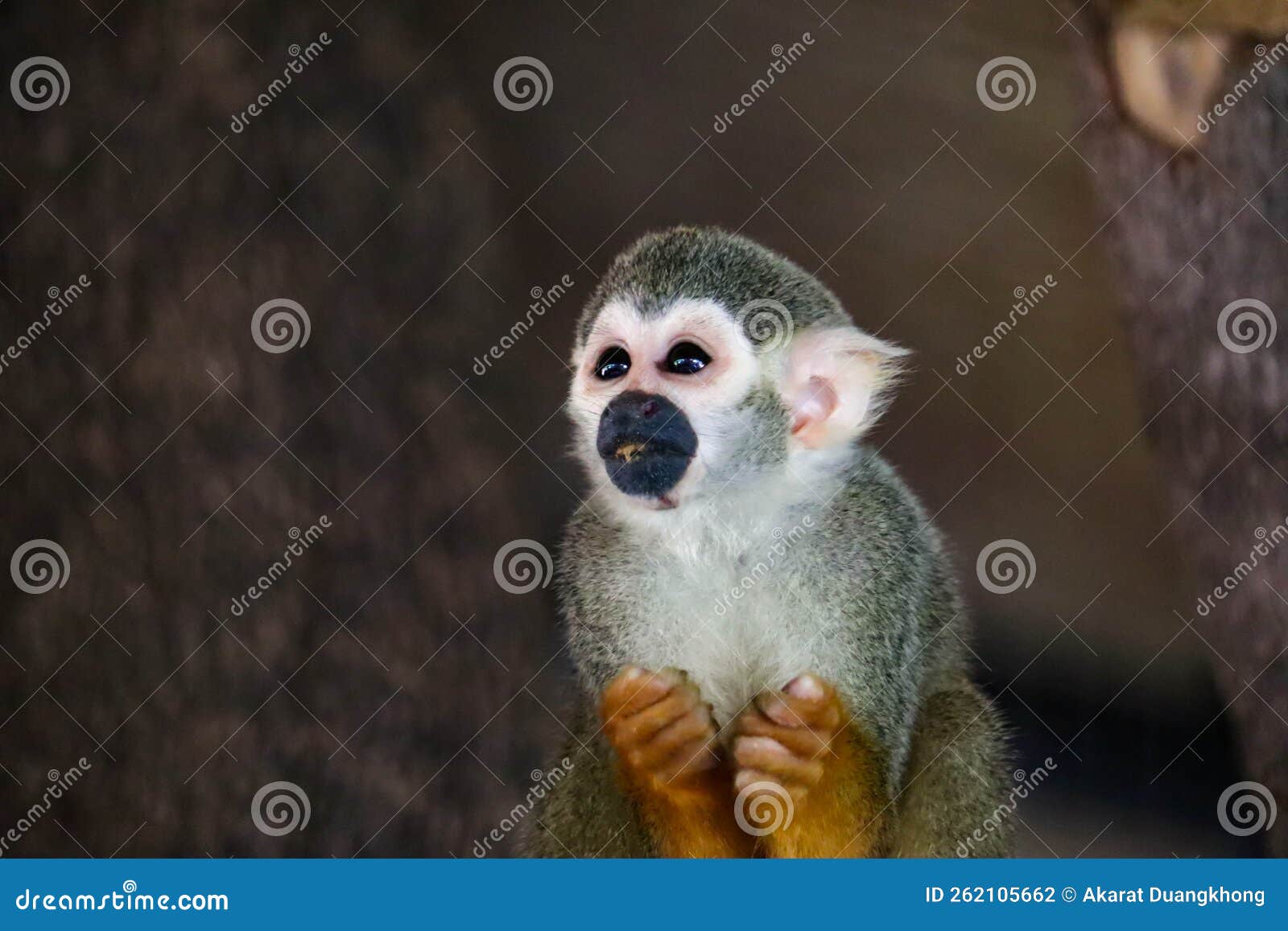 Monkey, Long Tail in Tropic Forest. Squirrel Monkey, Saimiri Oerstedii ...