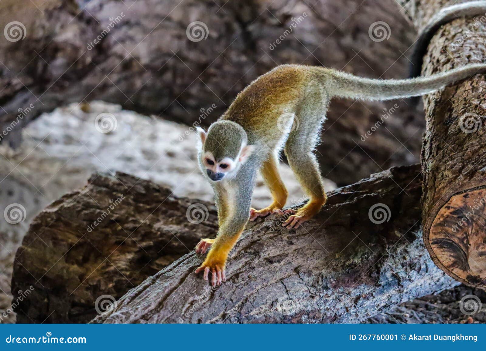 Monkey, Long Tail in Tropic Forest. Squirrel Monkey, Saimiri Oerstedii ...