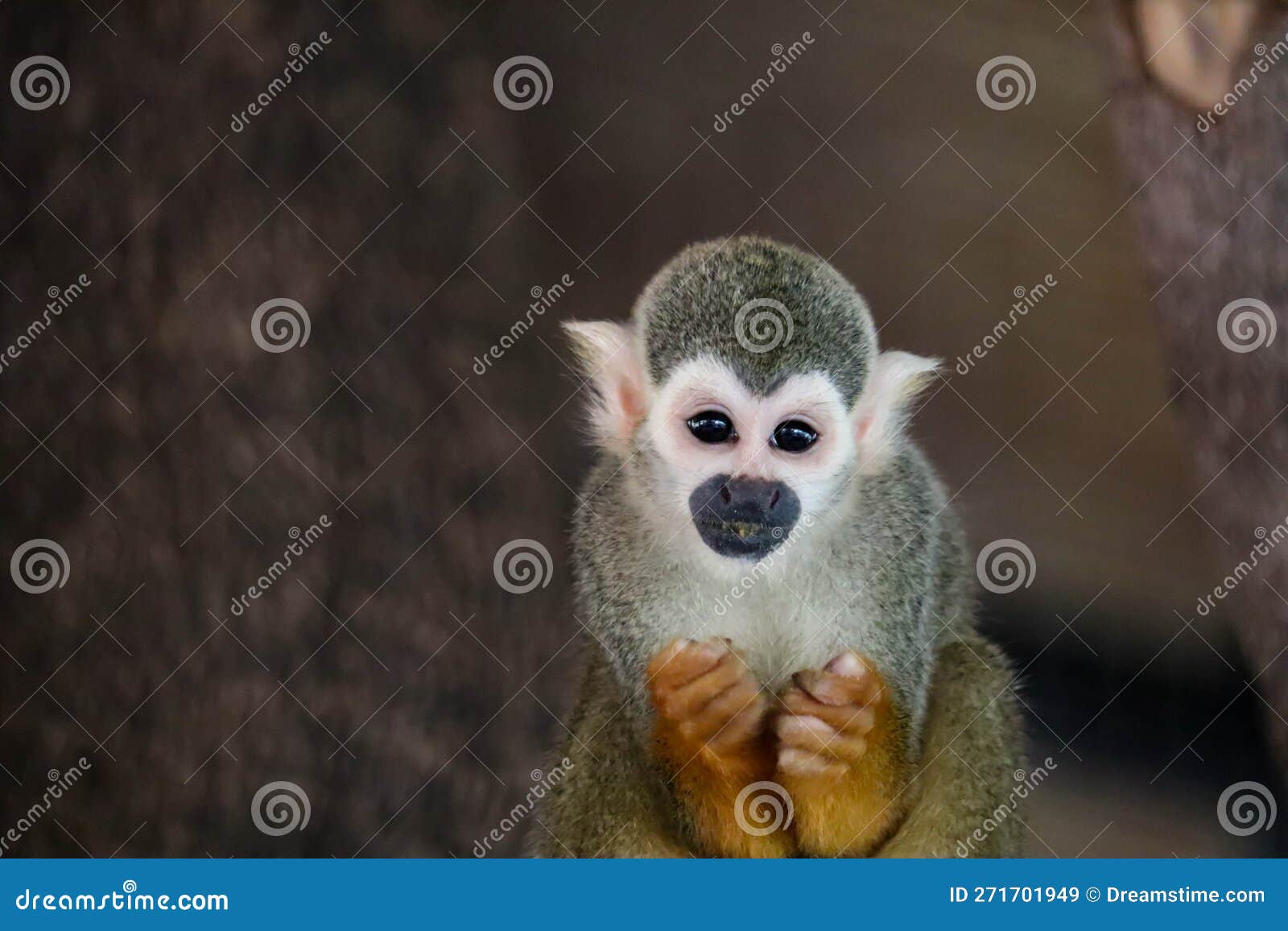 Monkey, Long Tail in Tropic Forest. Squirrel Monkey, Saimiri Oerstedii ...