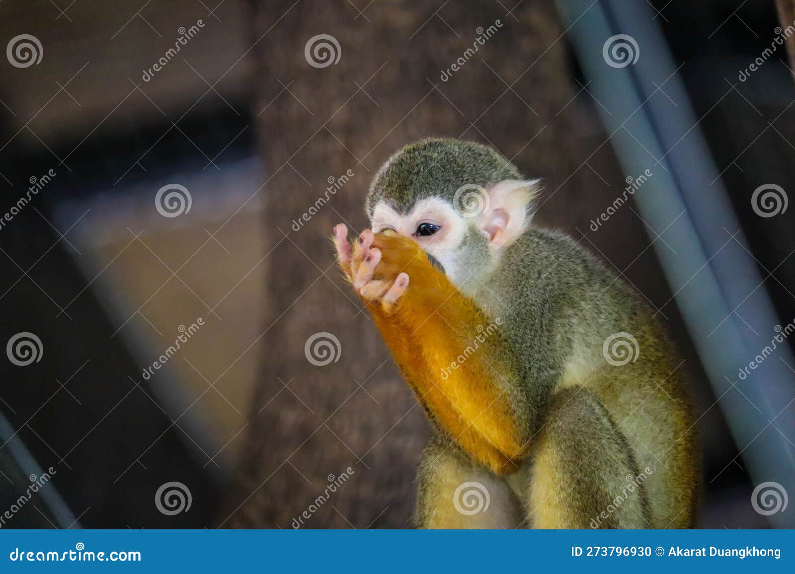Monkey, Long Tail in Tropic Forest. Squirrel Monkey, Saimiri Oerstedii ...
