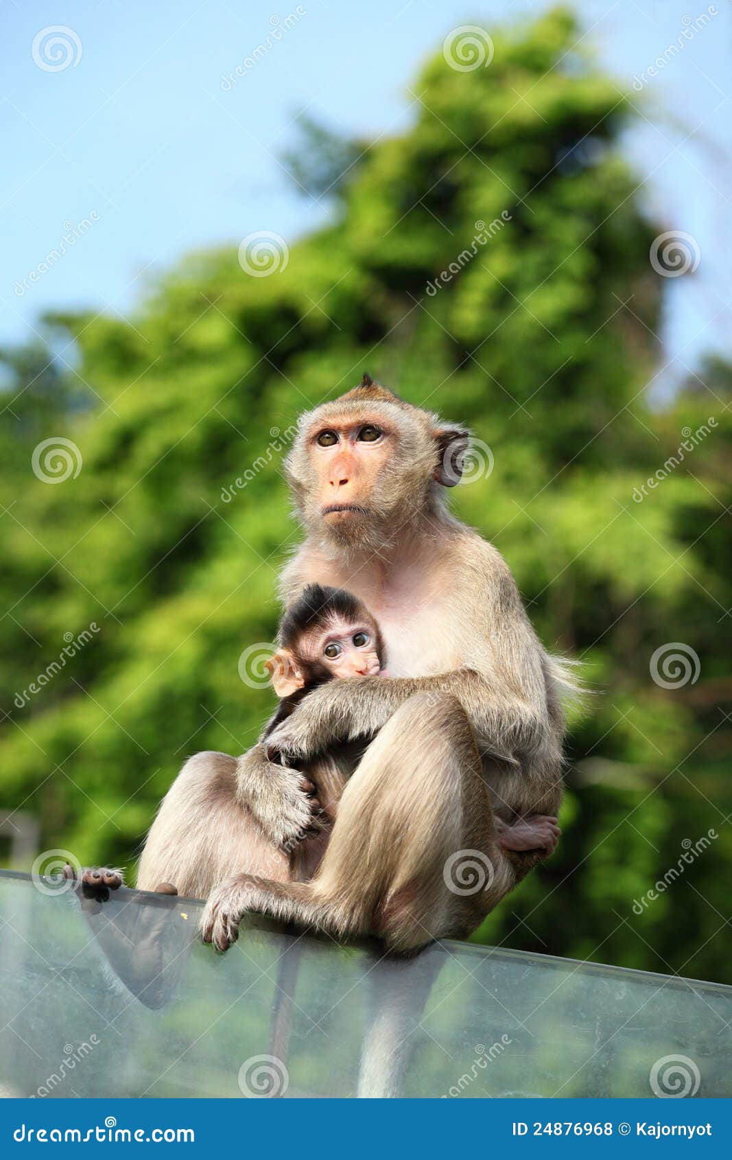 Monkey (Long-Tailed Macaque) with Her Sweet Baby. Stock Photo - Image ...