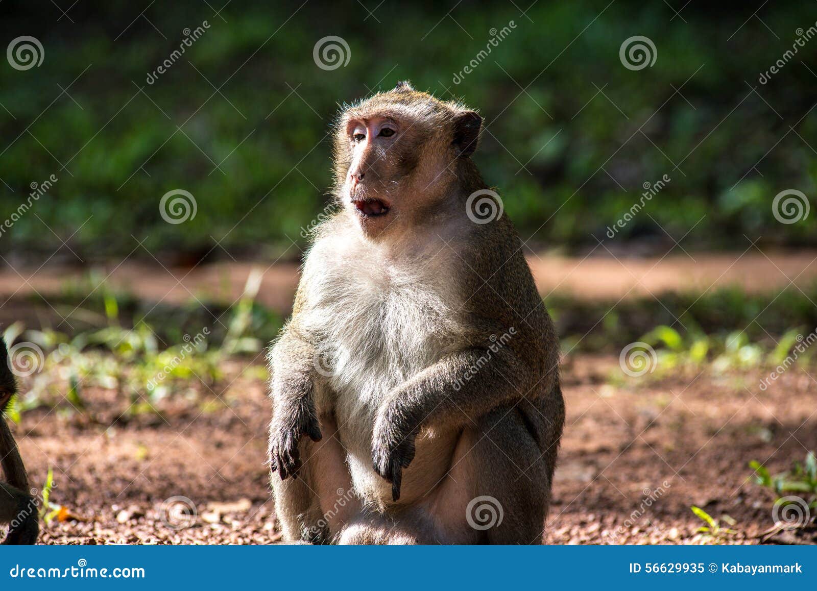 Monkey - Long Tailed Macaque Stock Image - Image of pose, historic ...