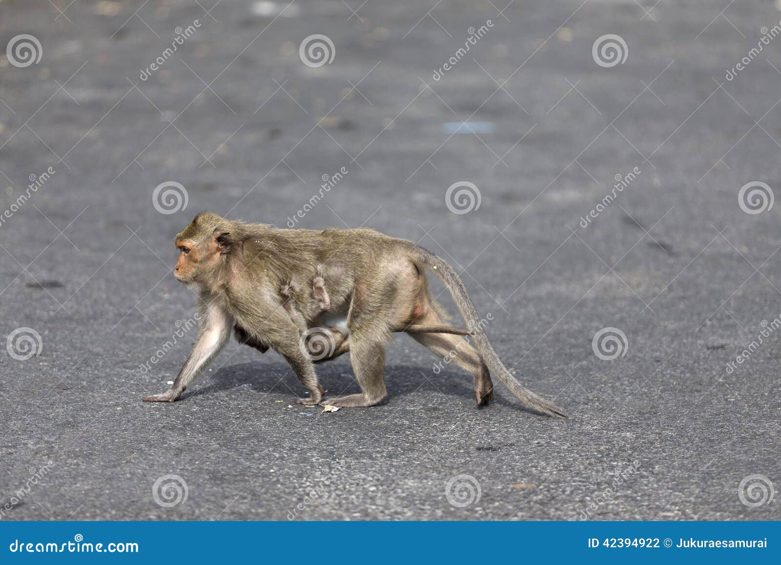 Monkey stock photo. Image of family, rabies, primate - 42394922