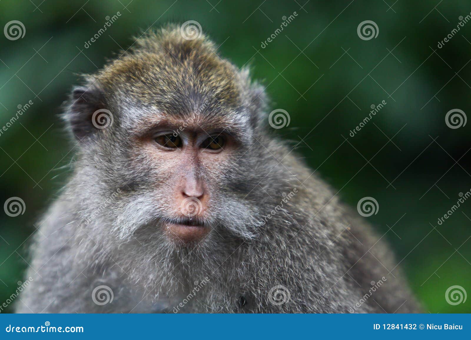 Monkey look stock photo. Image of mammals, animal, face - 12841432