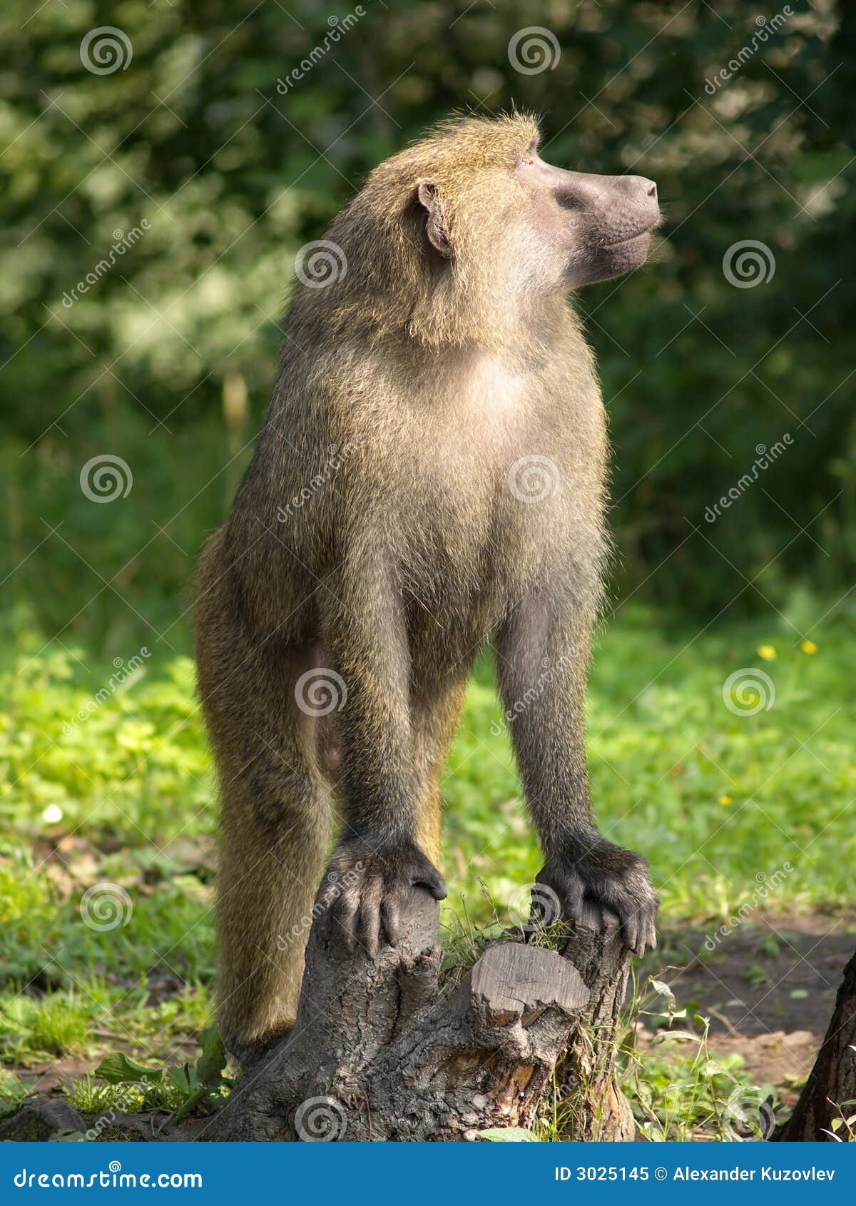 Monkey look stock image. Image of pensive, forest, pets - 3025145