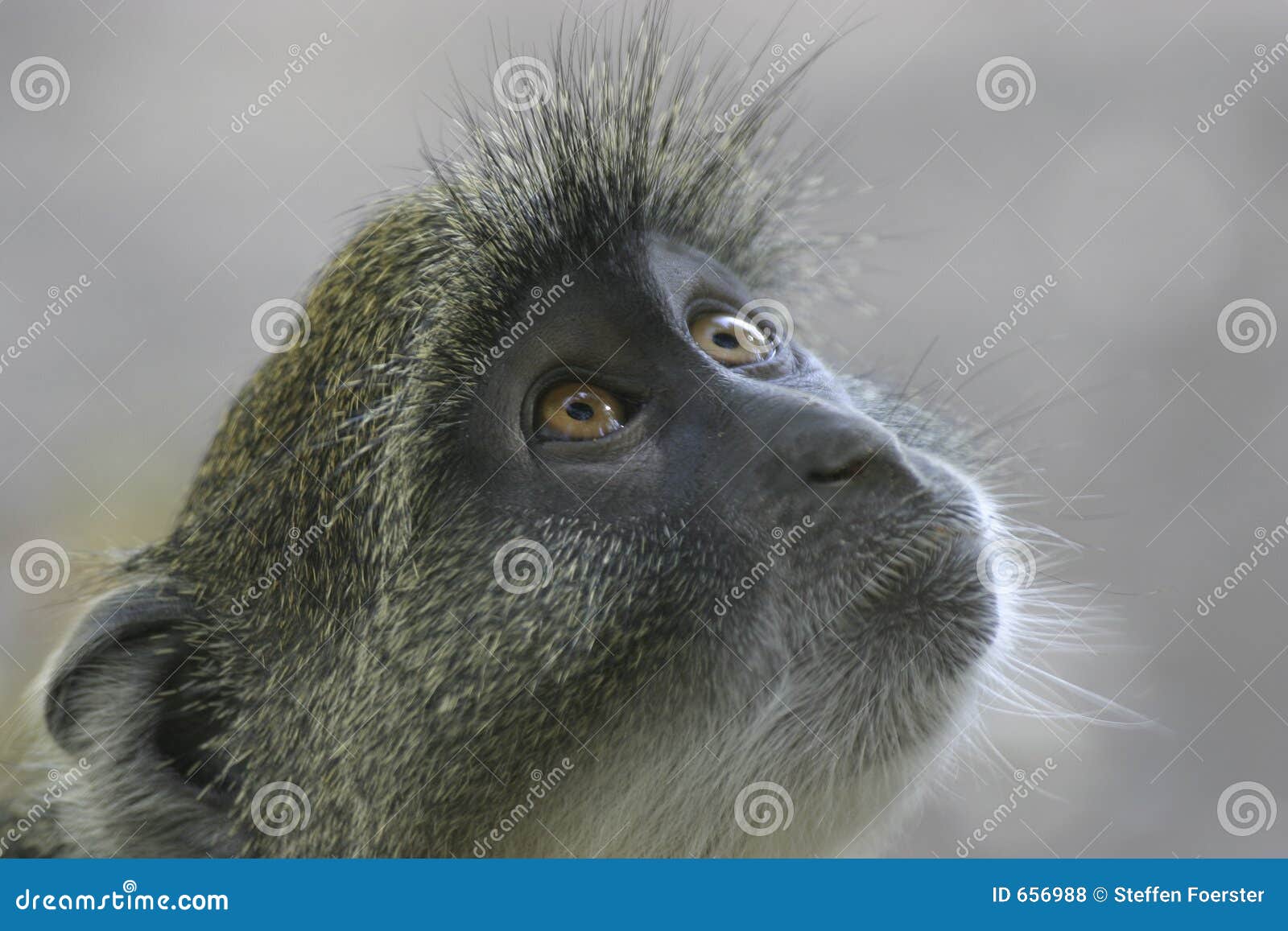 Monkey Look stock photo. Image of primate, cercopithecus - 656988