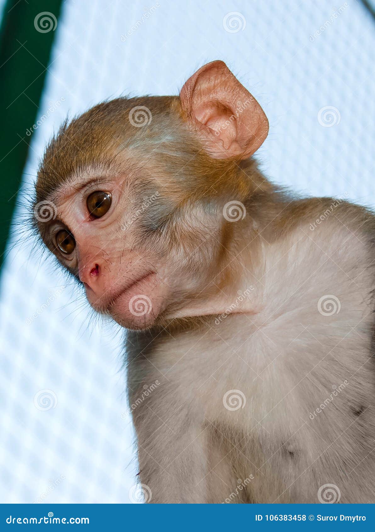 Monkey Look On Hand Stock Photography | CartoonDealer.com #185252390