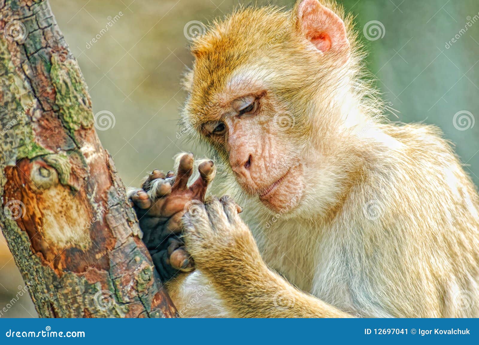 Monkey look at fingers stock image. Image of cute, individuality - 12697041