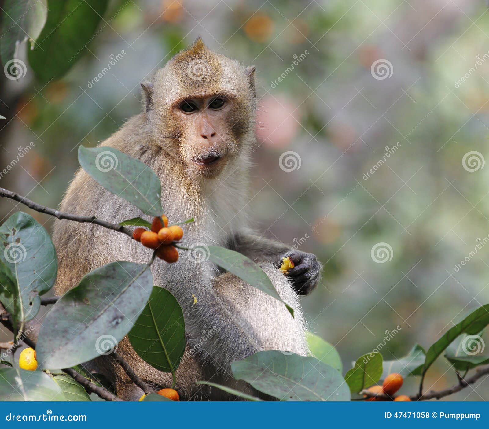 Monkey look food stock photo. Image of look, hairy, mammal - 47471058