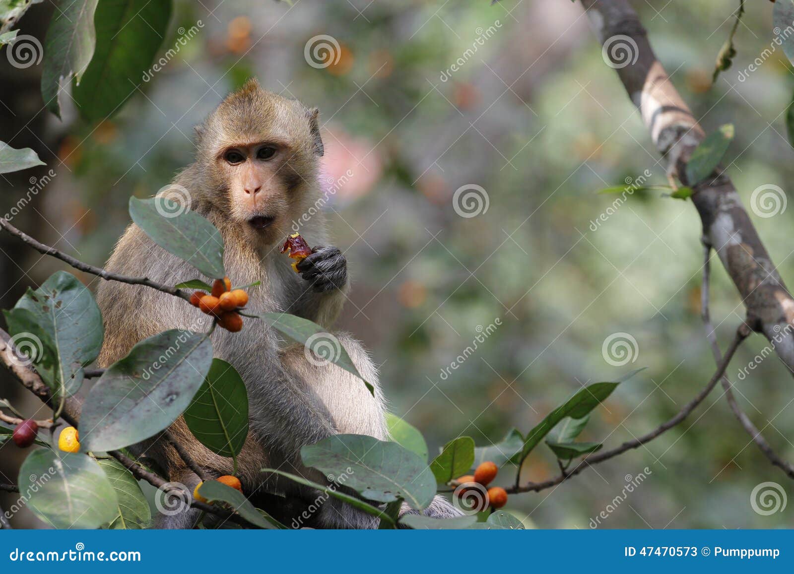 Monkey look food on tree stock image. Image of brown - 47470573
