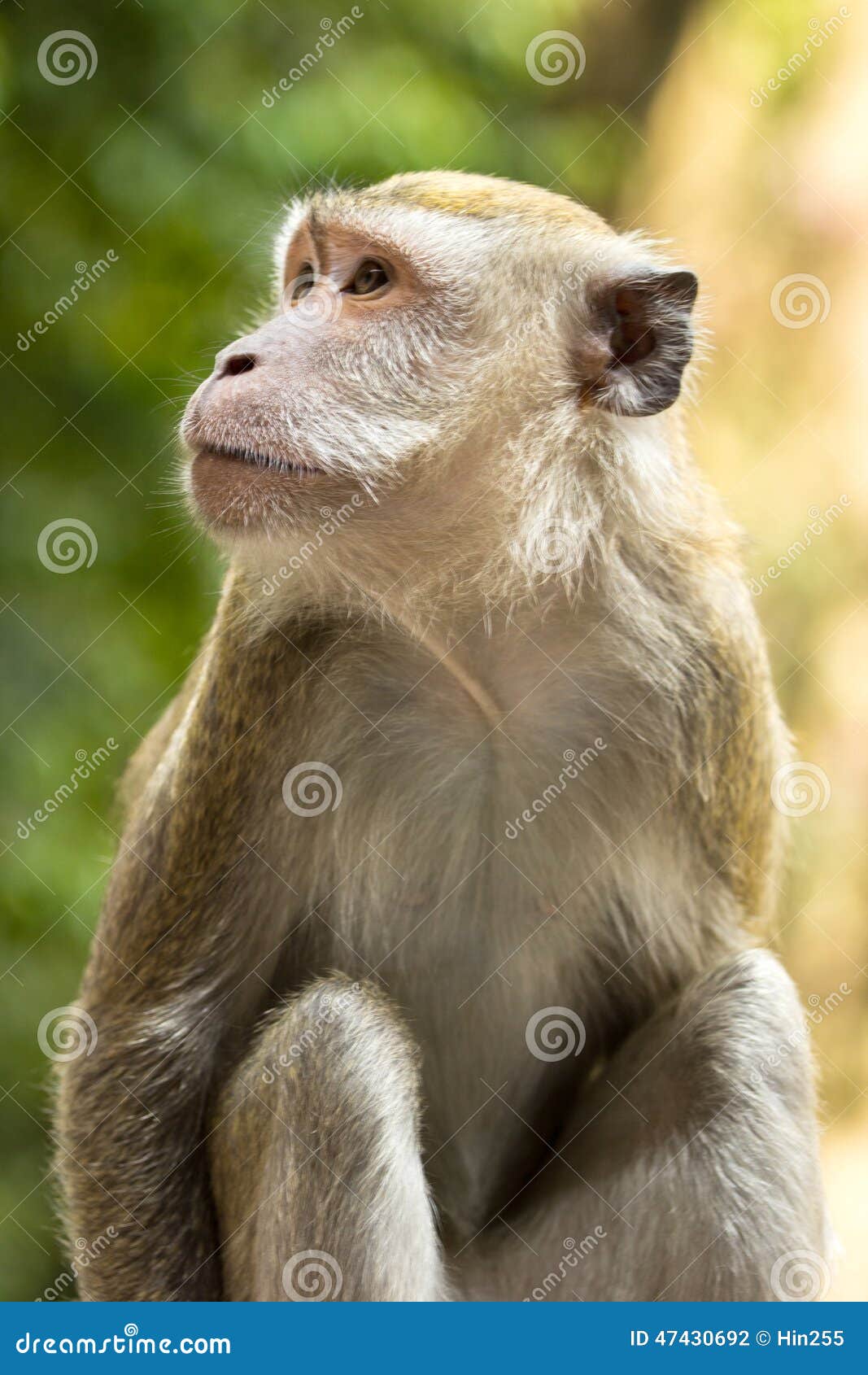 Monkey look forward stock photo. Image of giggle, friendly - 47430692