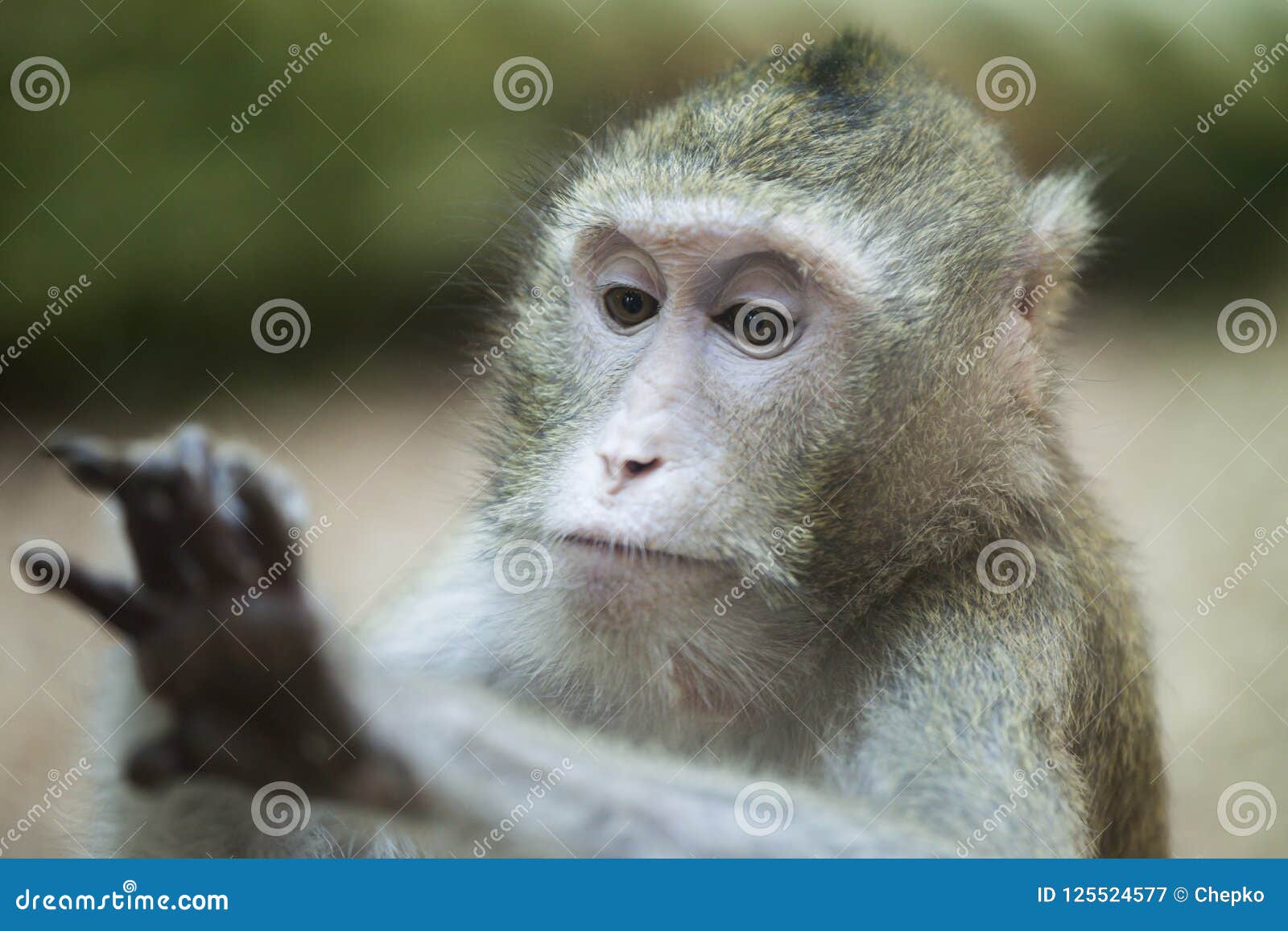 Monkey look on hand stock image. Image of funny, cute - 125524577