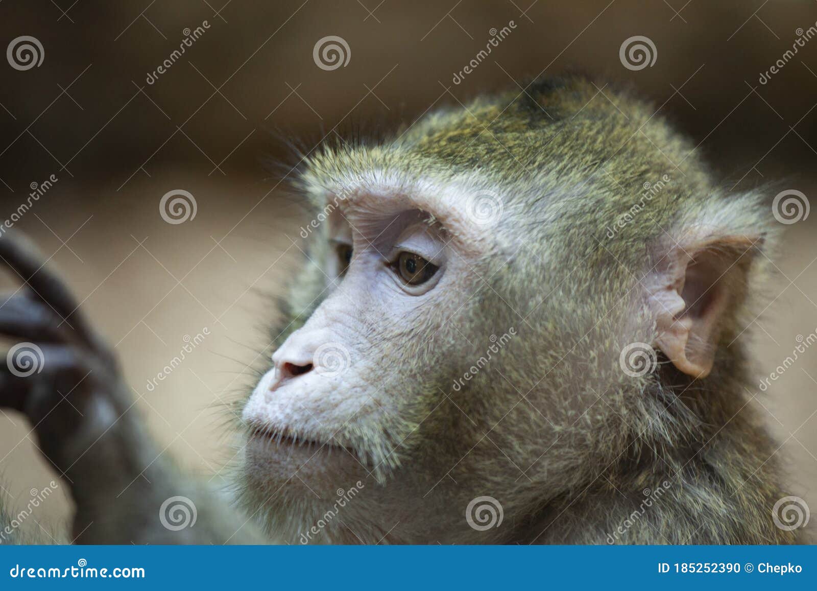 Monkey look on hand stock photo. Image of head, forest - 185252390