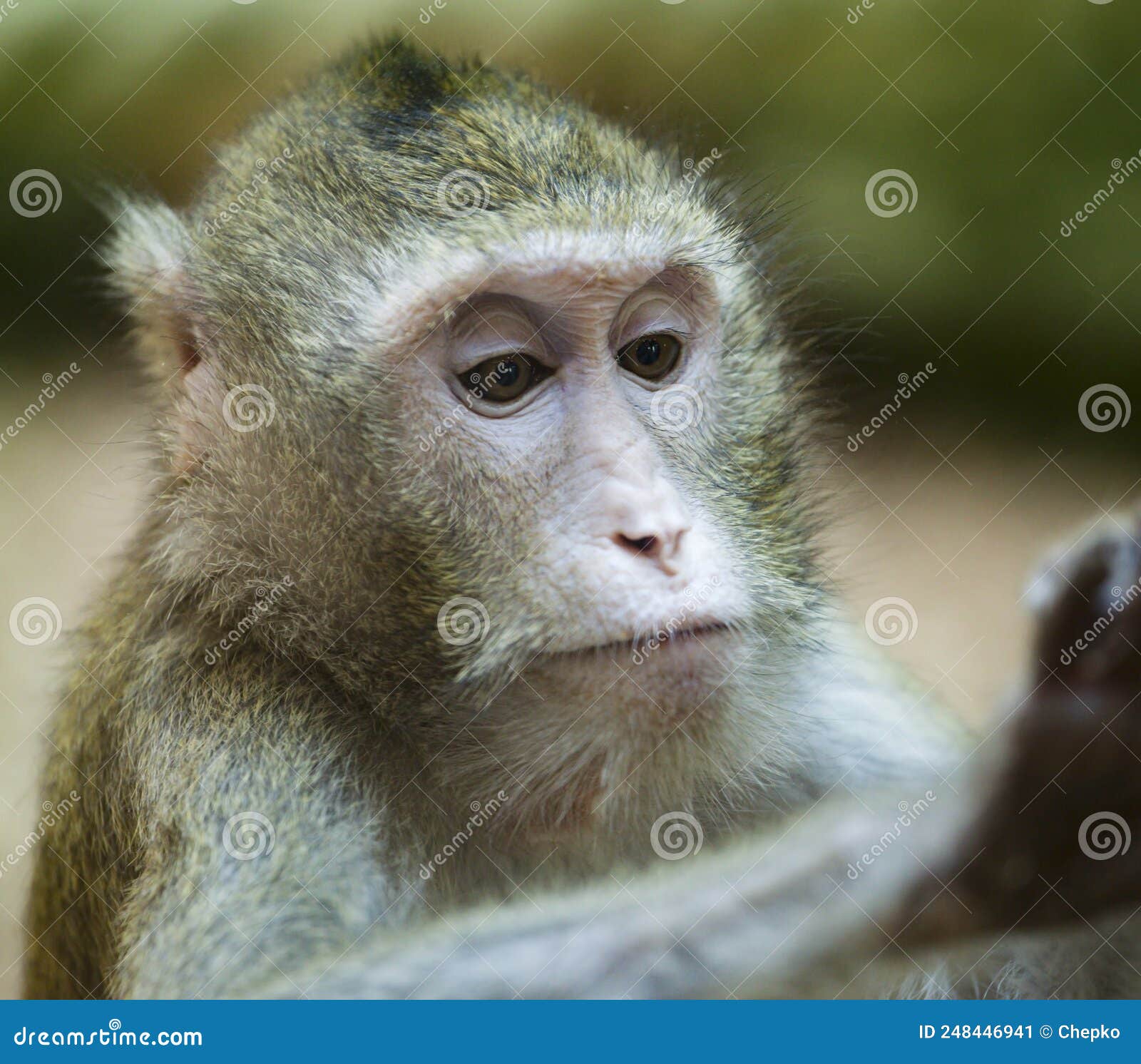 Monkey Look Royalty-Free Stock Photography | CartoonDealer.com #31720625