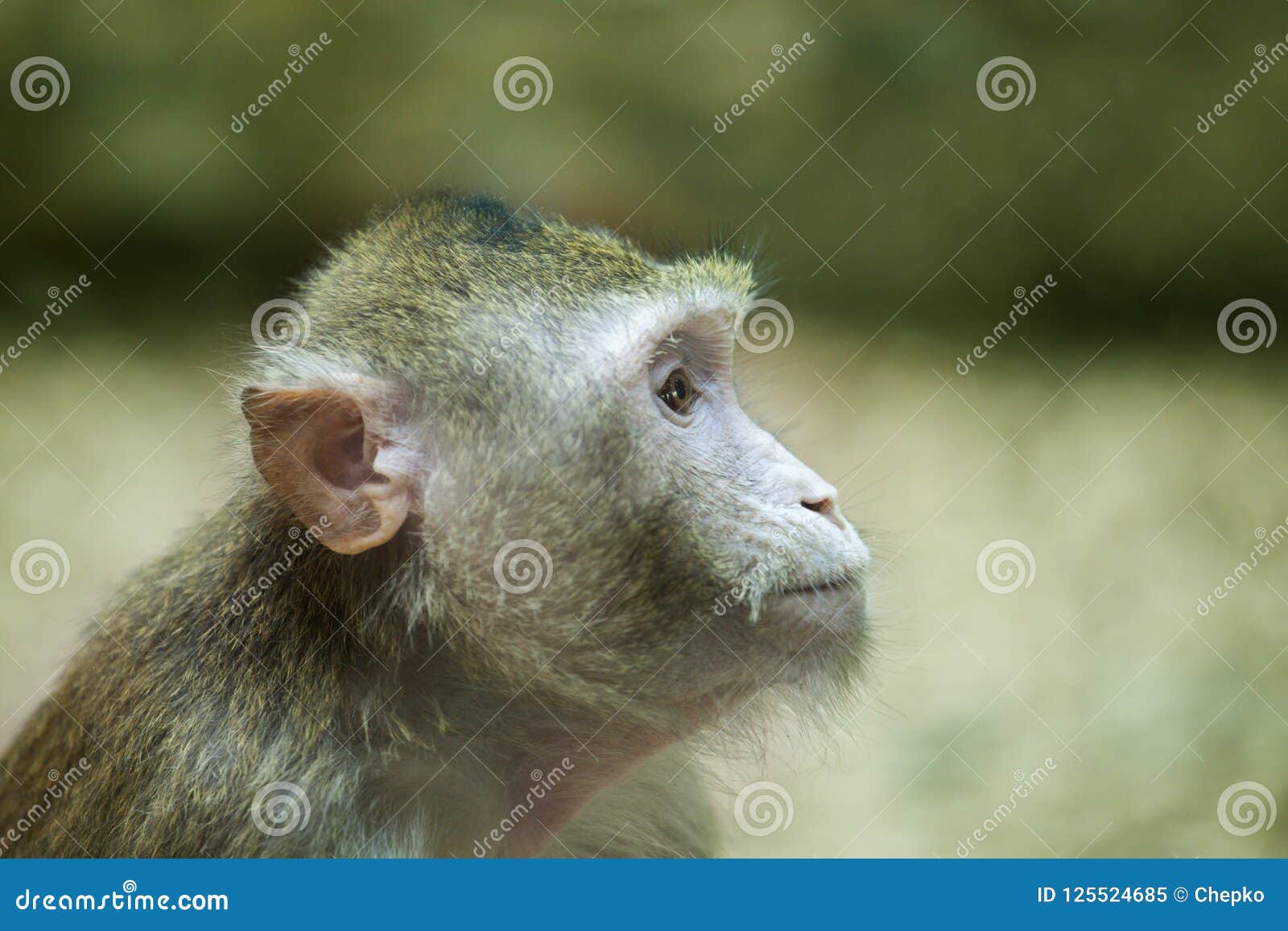 Monkey Look On Hand Stock Photography | CartoonDealer.com #185252390