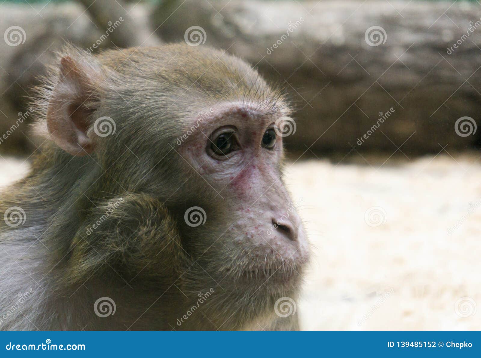 Monkey look on right stock photo. Image of look, right - 139485152