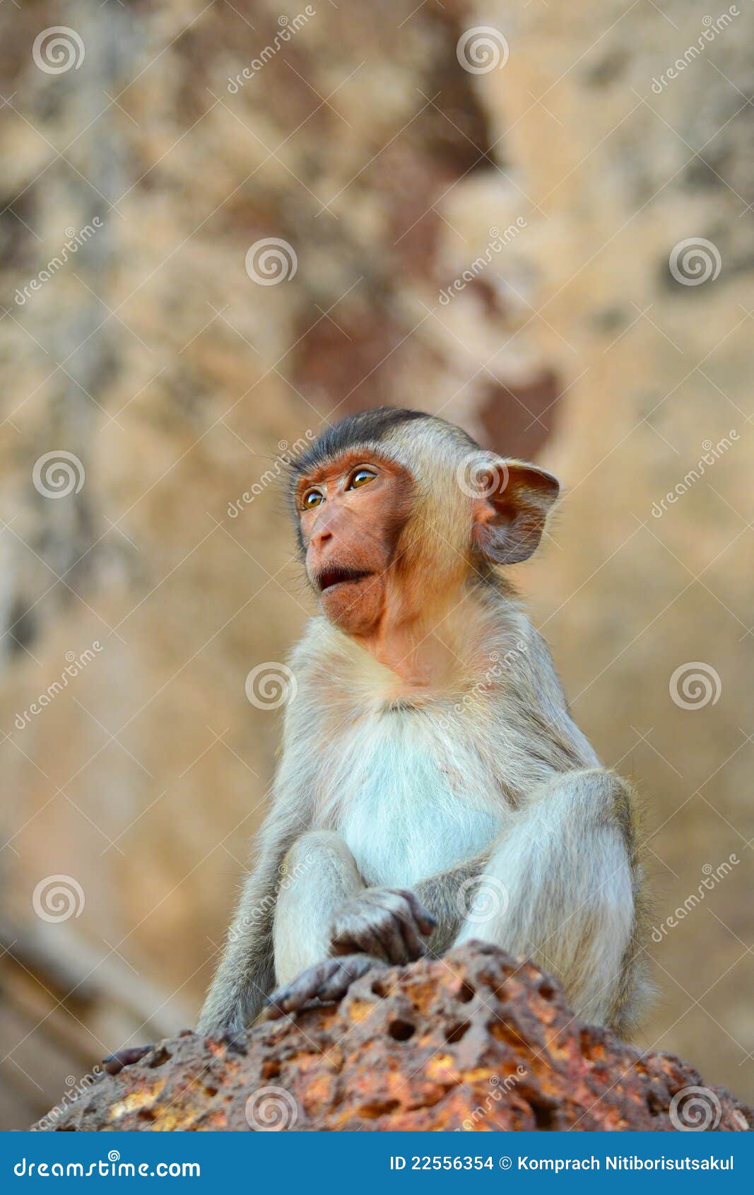 Monkey stock photo. Image of baby, tourism, monkey, thailand - 22556354
