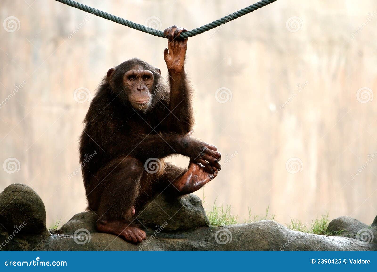 Monkey Looking stock image. Image of faces, expressive - 2390425