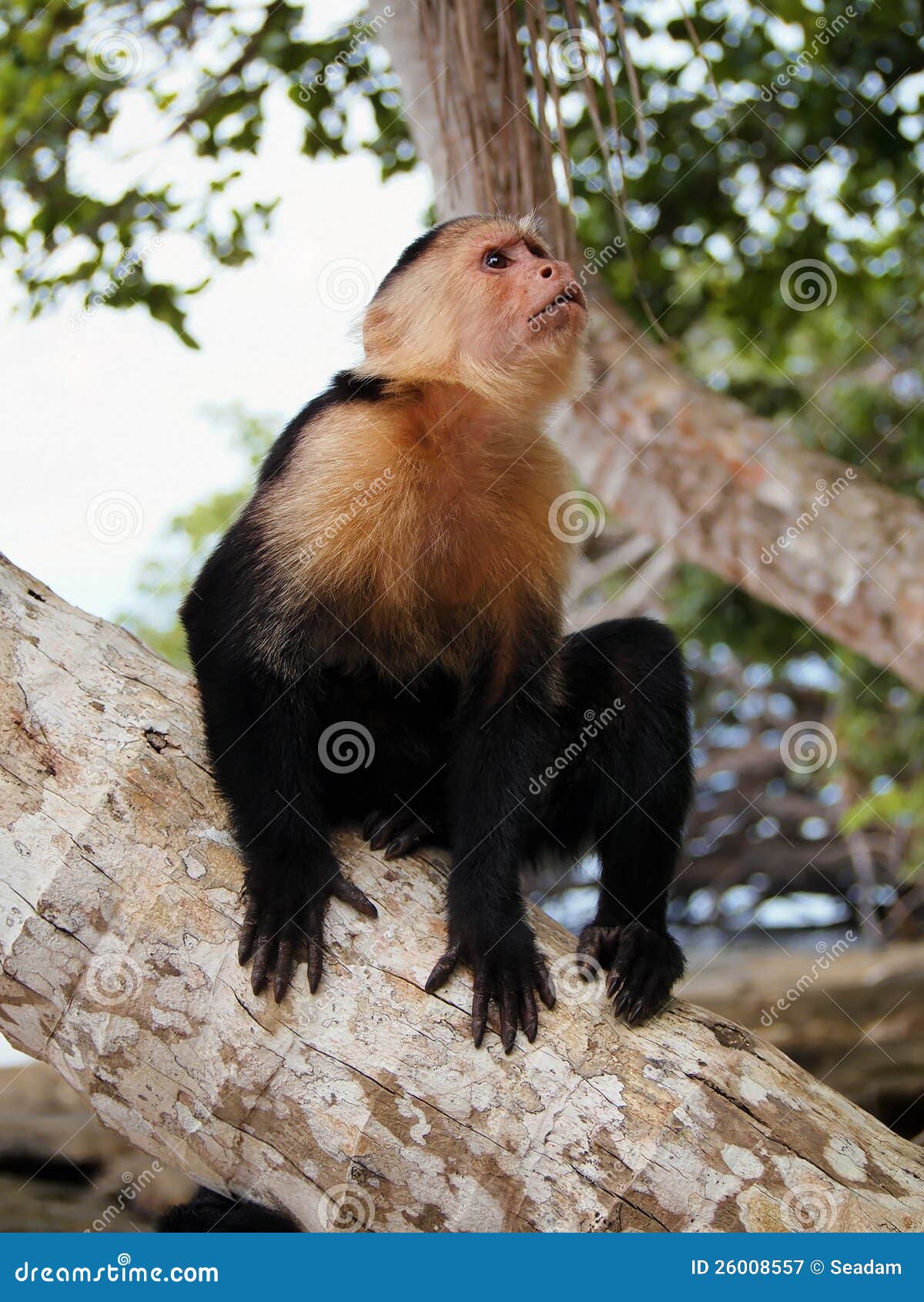 Monkey looking stock image. Image of forest, portrait - 26008557