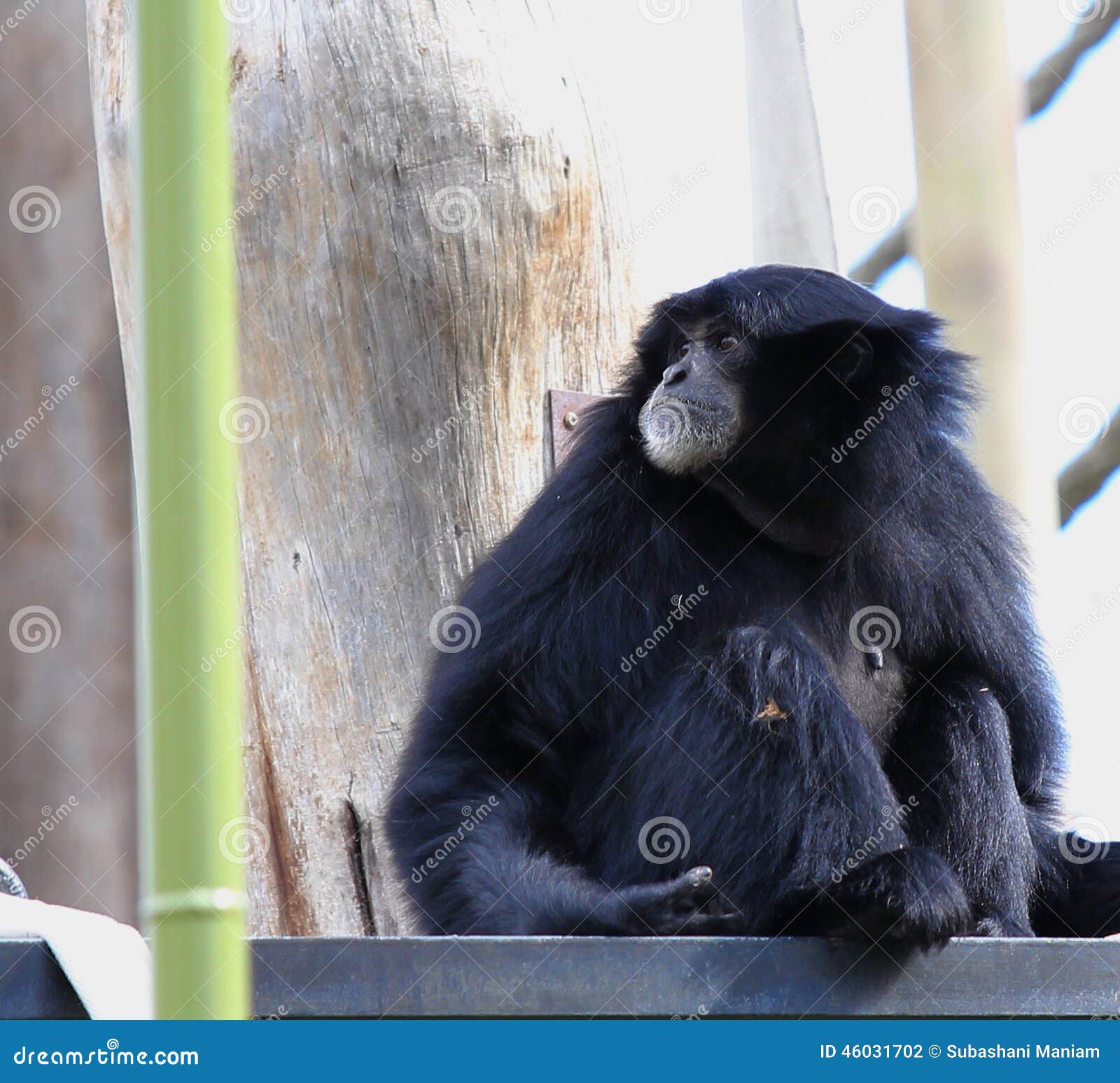 Monkey stock photo. Image of beautiful, cool, huge, black - 46031702