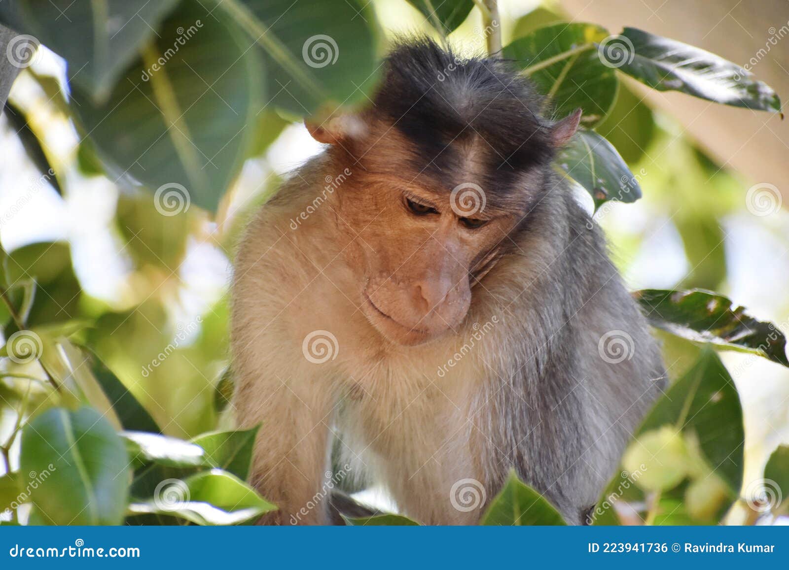 A monkey looking at away stock photo. Image of away - 223941736