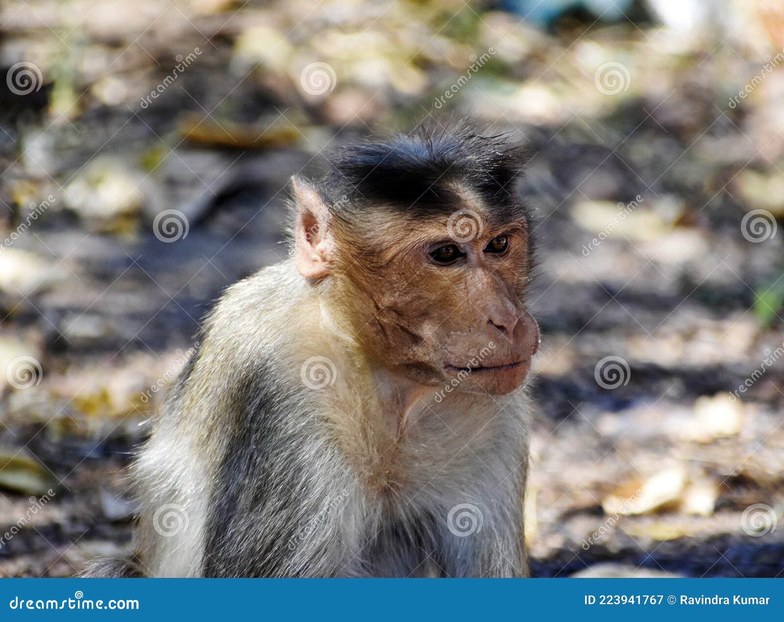 A monkey looking at away stock image. Image of monkey - 223941767