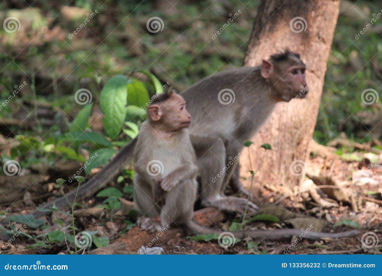 Monkey Looking Back stock photo. Image of jeep, wildlife - 133356232