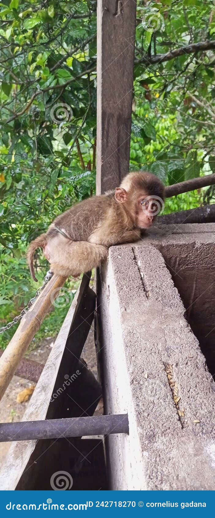 Monkey looking back to you stock photo. Image of looking - 242718270