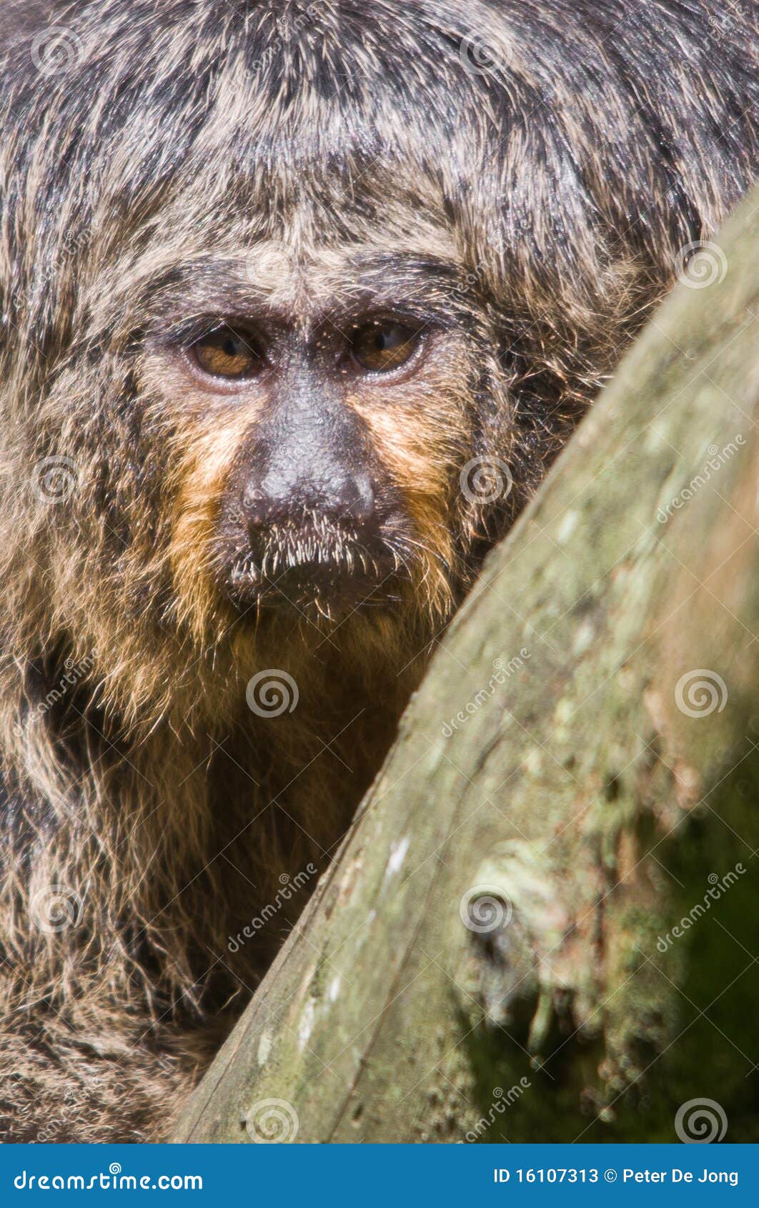 Monkey looking back at you stock image. Image of back - 16107313