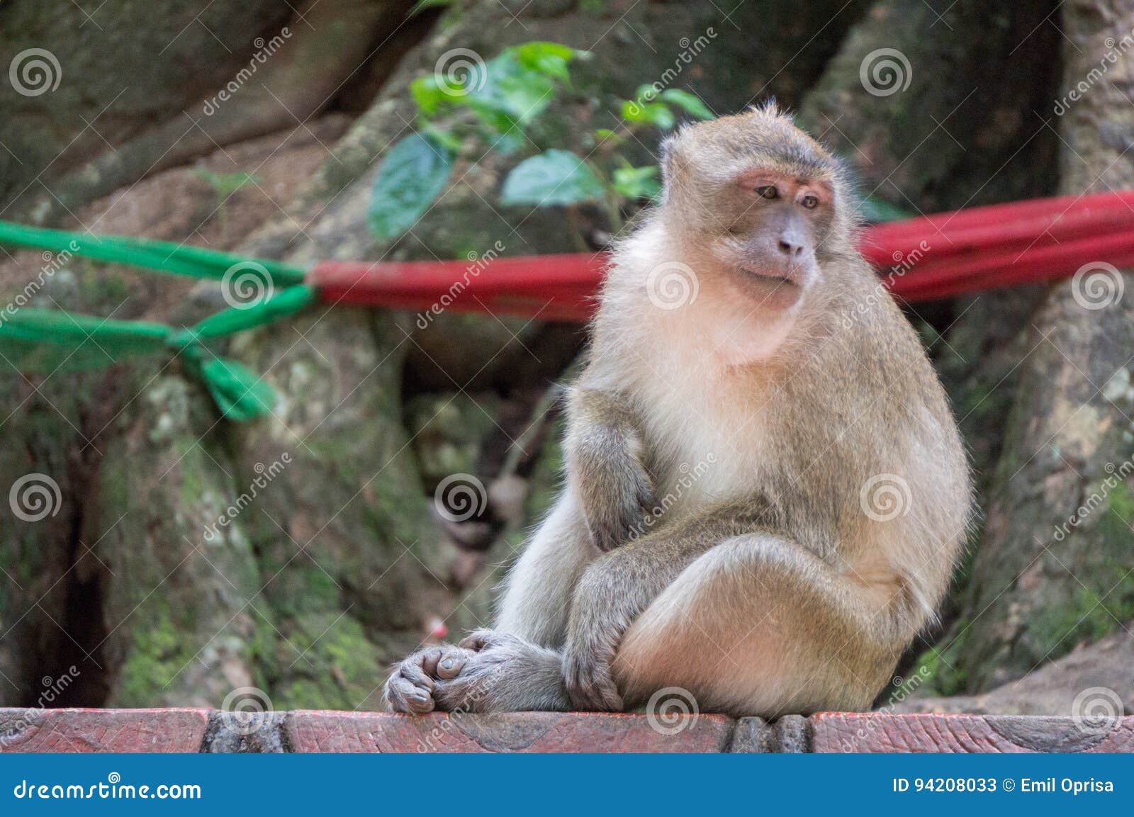 Monkey Looking Bored while Scratching Its Belly Stock Image - Image of ...