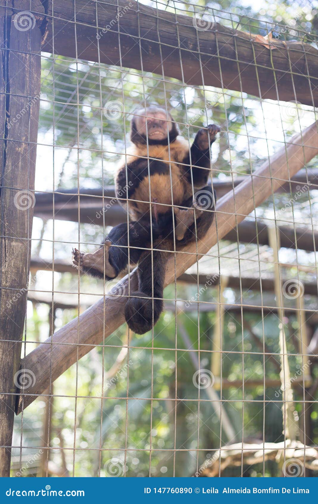 A monkey in the cage. stock photo. Image of wild, funny - 147760890