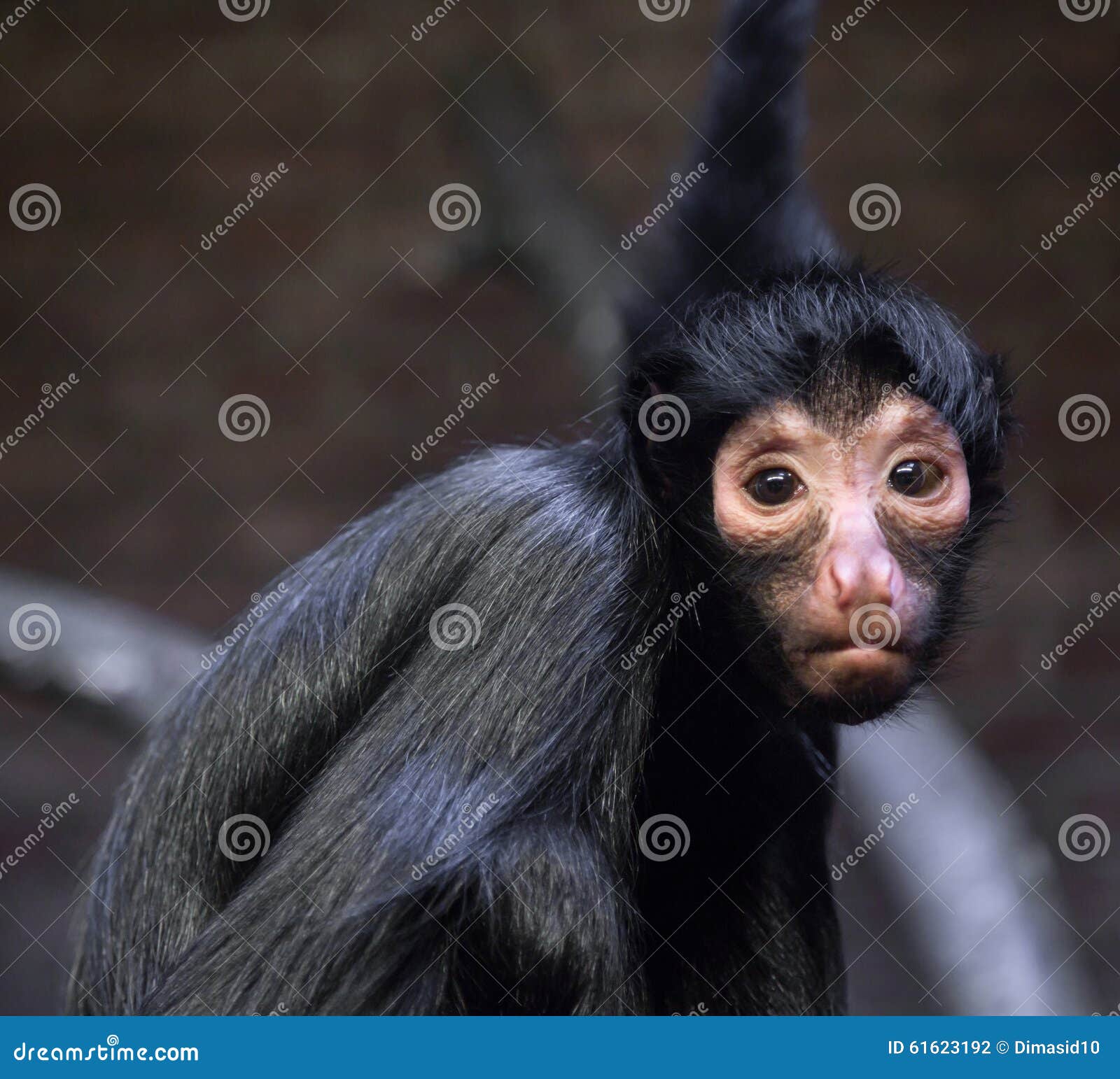 The Monkey Looking at the Camera Stock Photo - Image of monkey, face ...