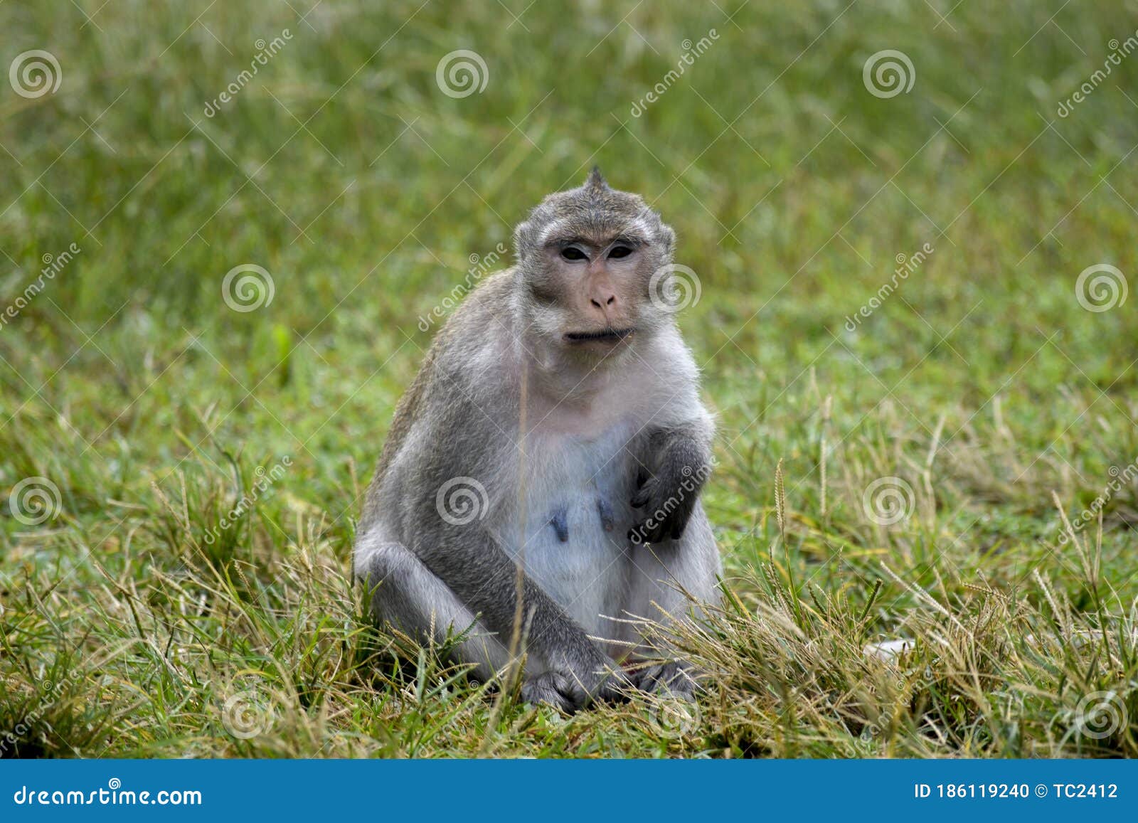 Monkey Looking at the Camera Stock Photo - Image of camera, simian ...