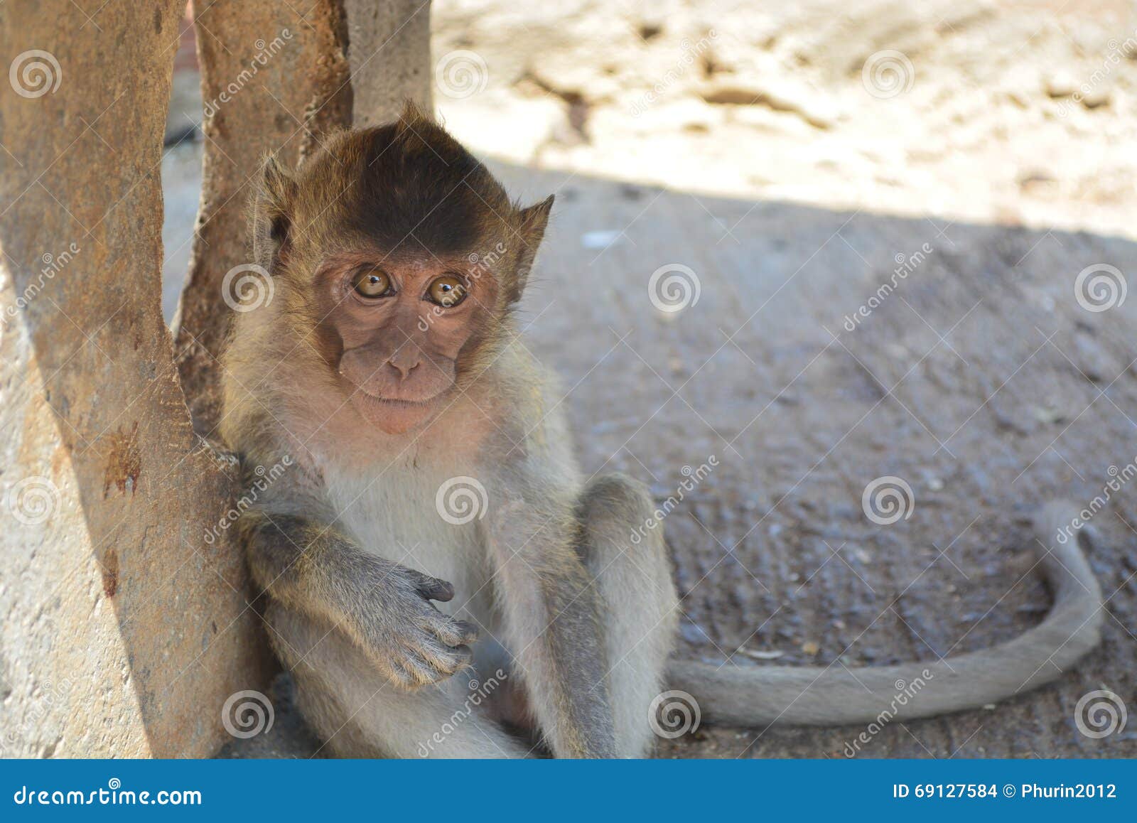 Monkey Looking at the Camera Stock Photo - Image of wildlife, mammal ...