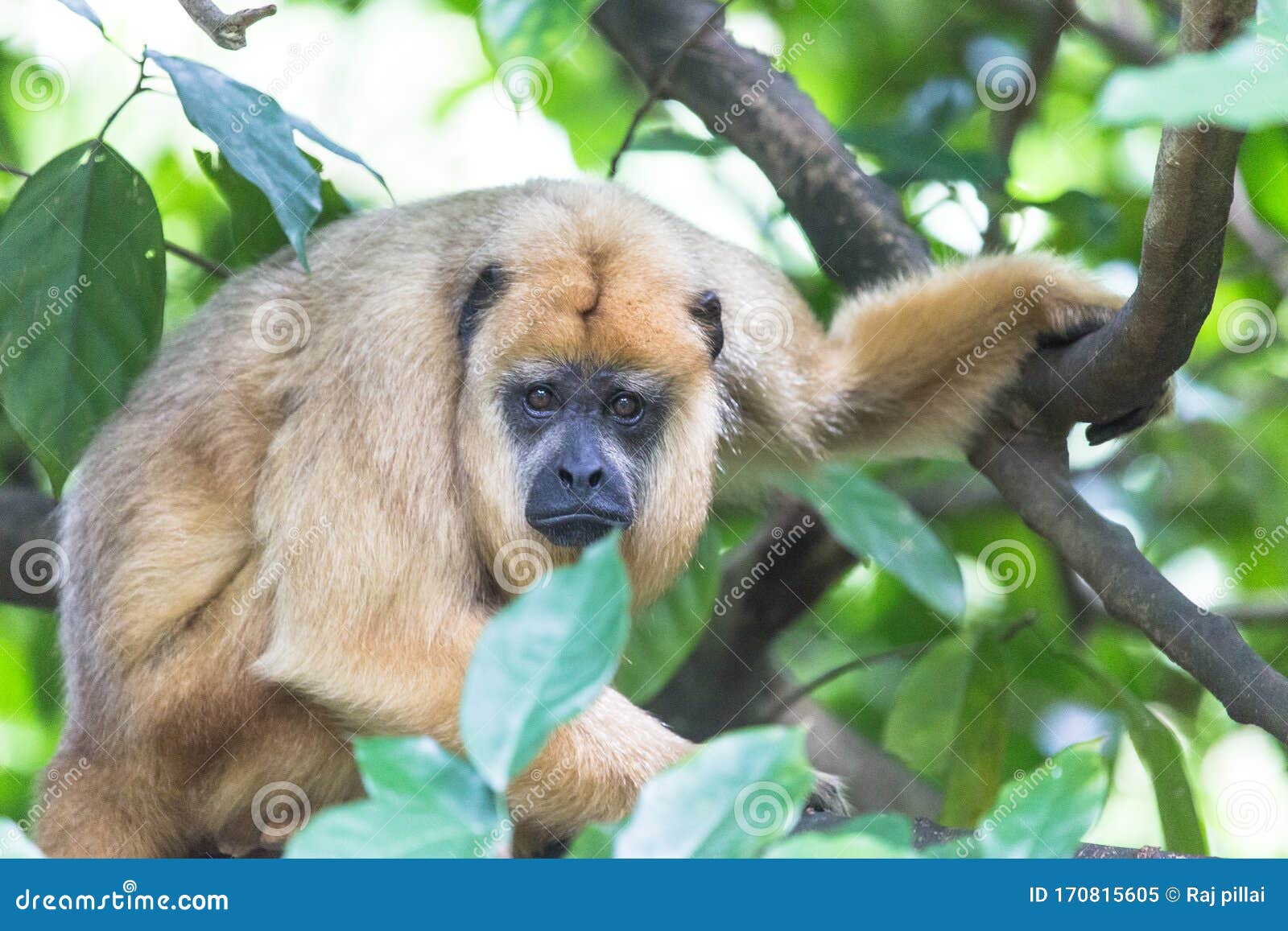 Monkey Looking Curious and Surprised Stock Image - Image of surprised ...