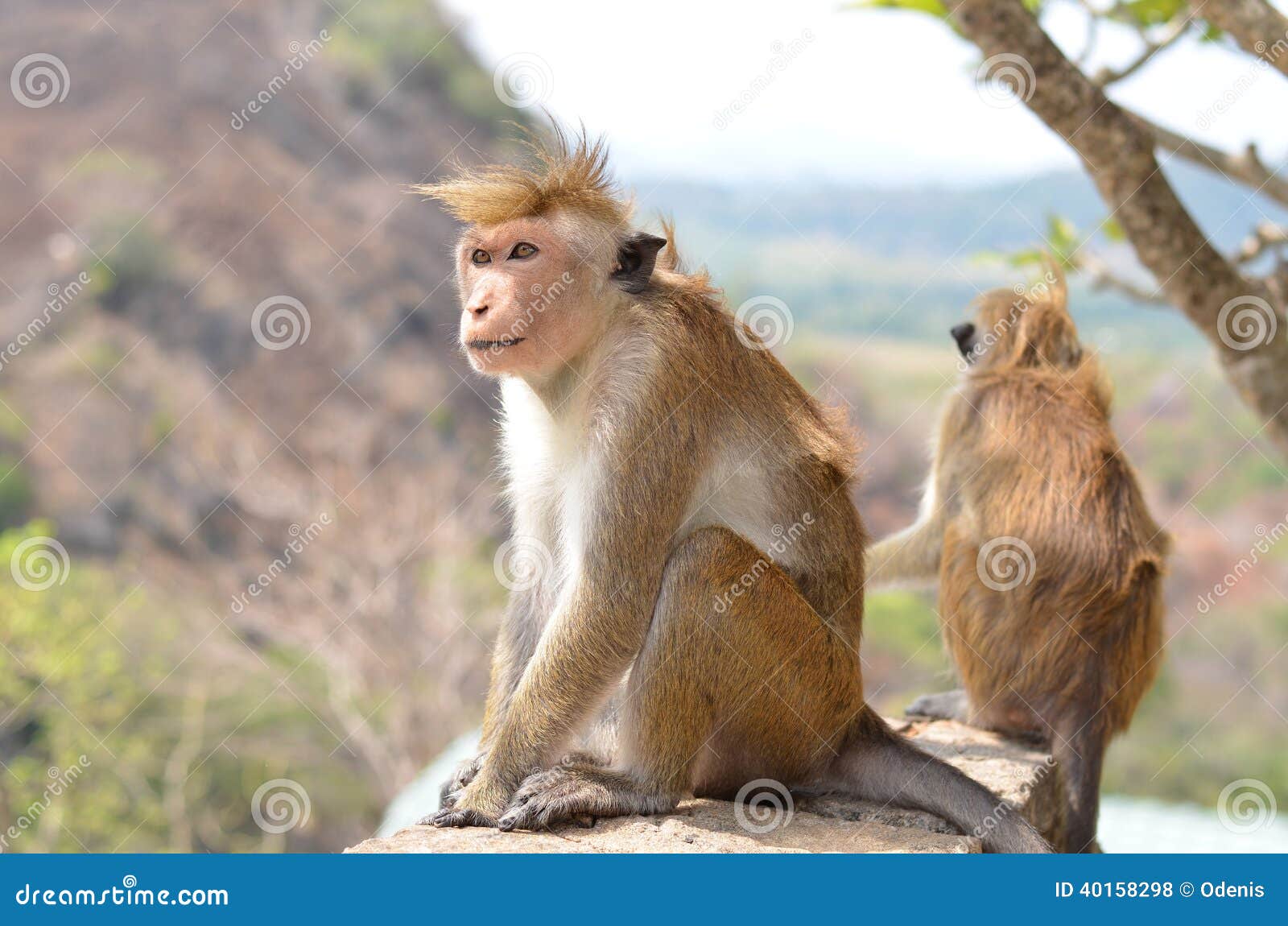 Monkey is Looking into the Distance Stock Photo - Image of primate ...