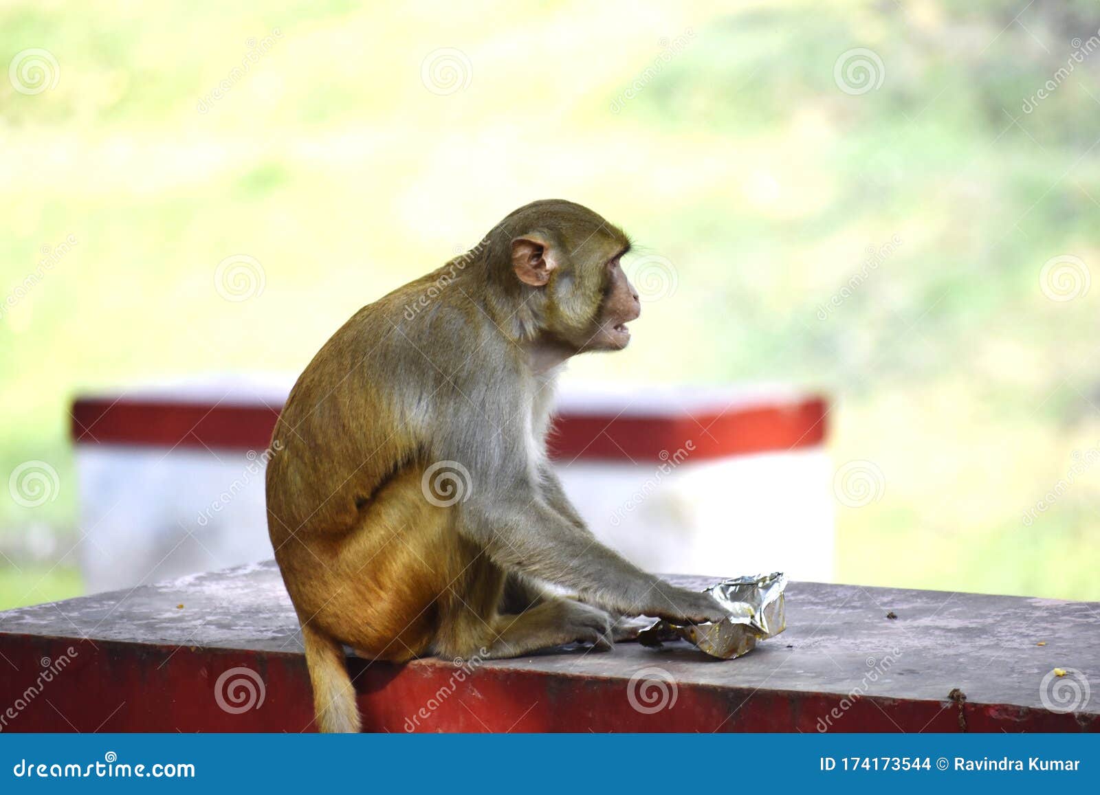 A Monkey stock photo. Image of extinct, mimic, away - 174173544