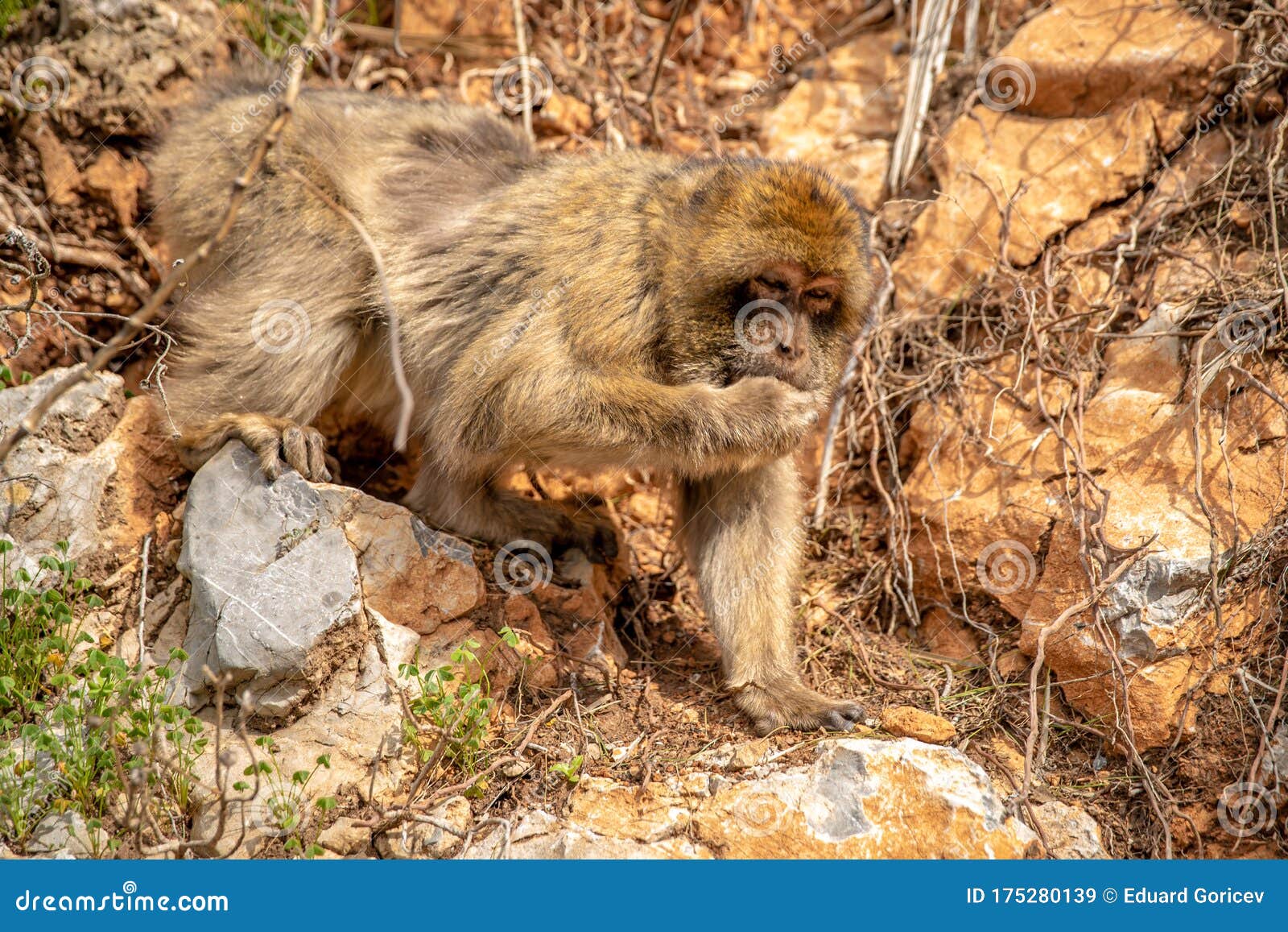 Monkey Looking for Food on a Cliff Stock Image - Image of outdoor ...