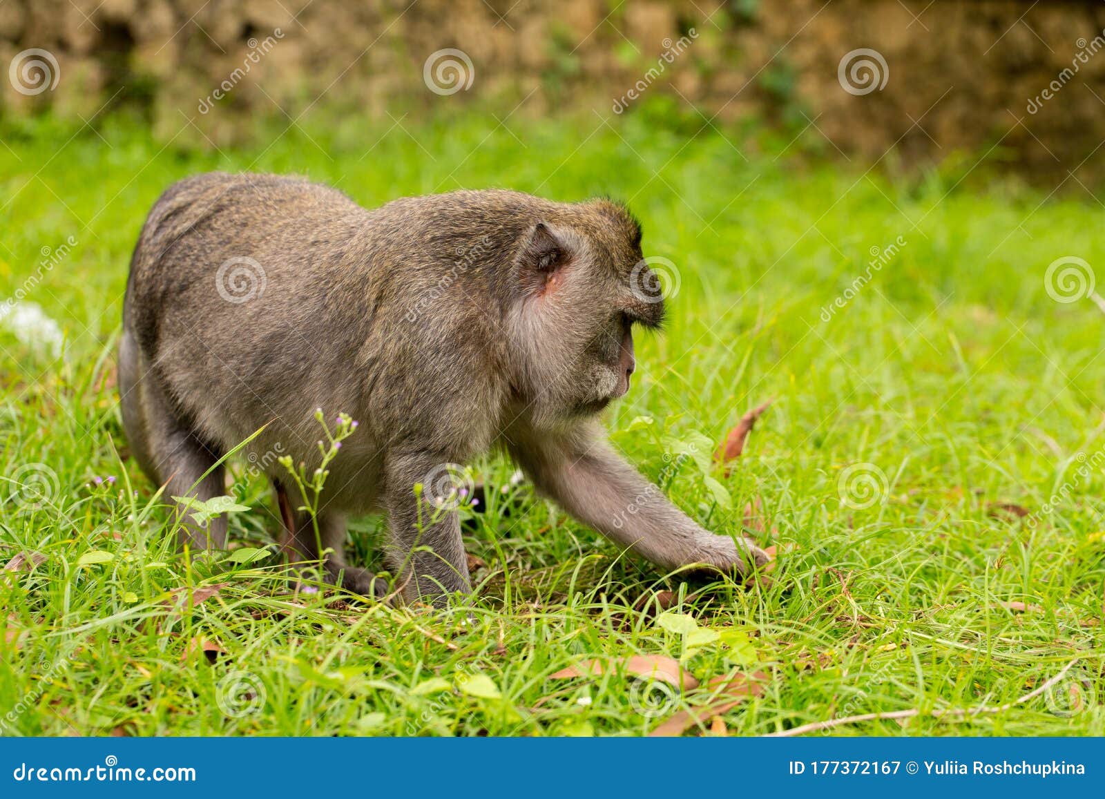 Monkey looking for food stock image. Image of forest - 177372167