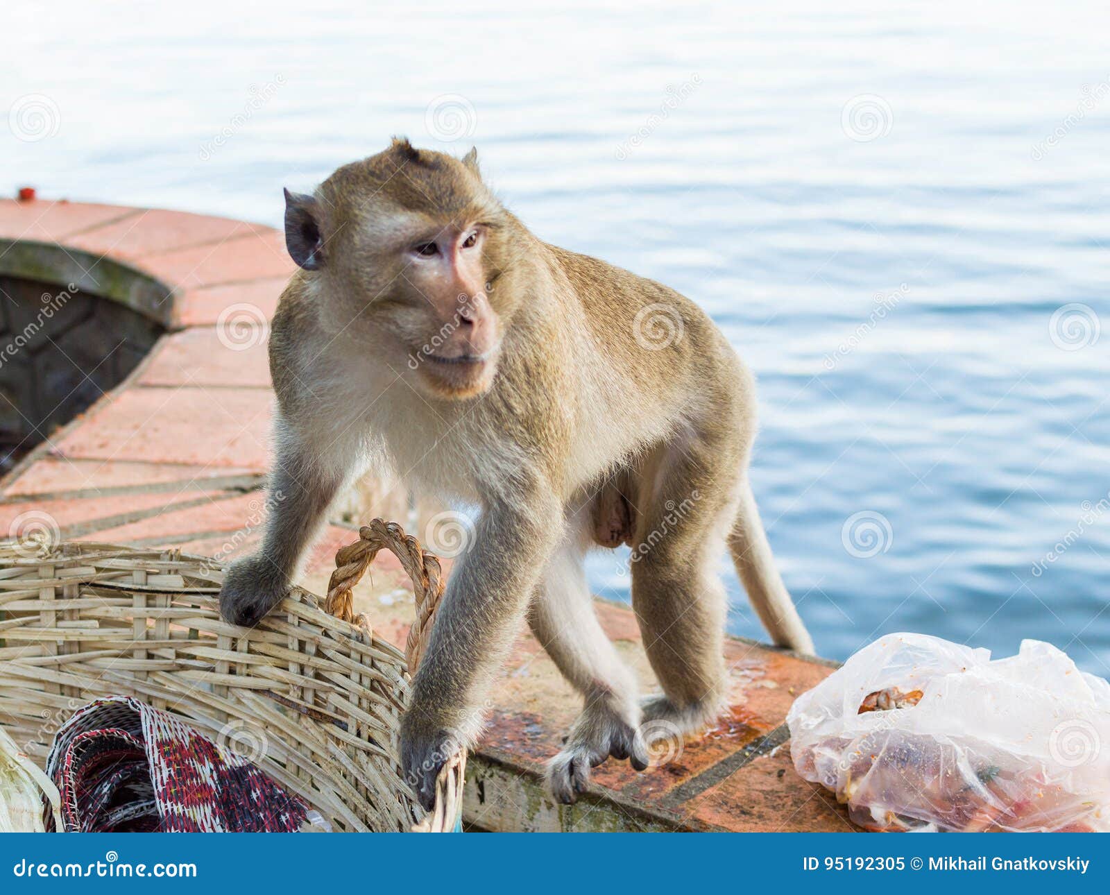 A Monkey Looking for Food in the Trash Basket Stock Image - Image of ...