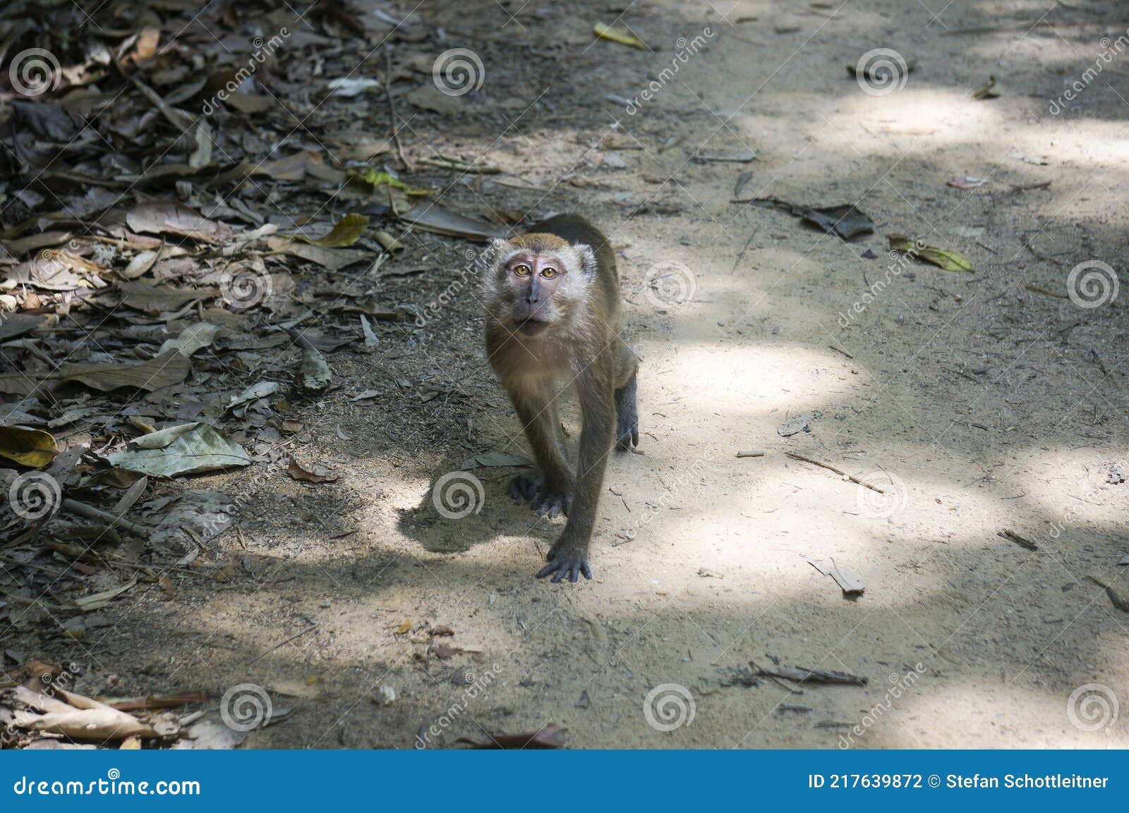A Monkey is Looking in the Front of the Camera Stock Photo - Image of ...